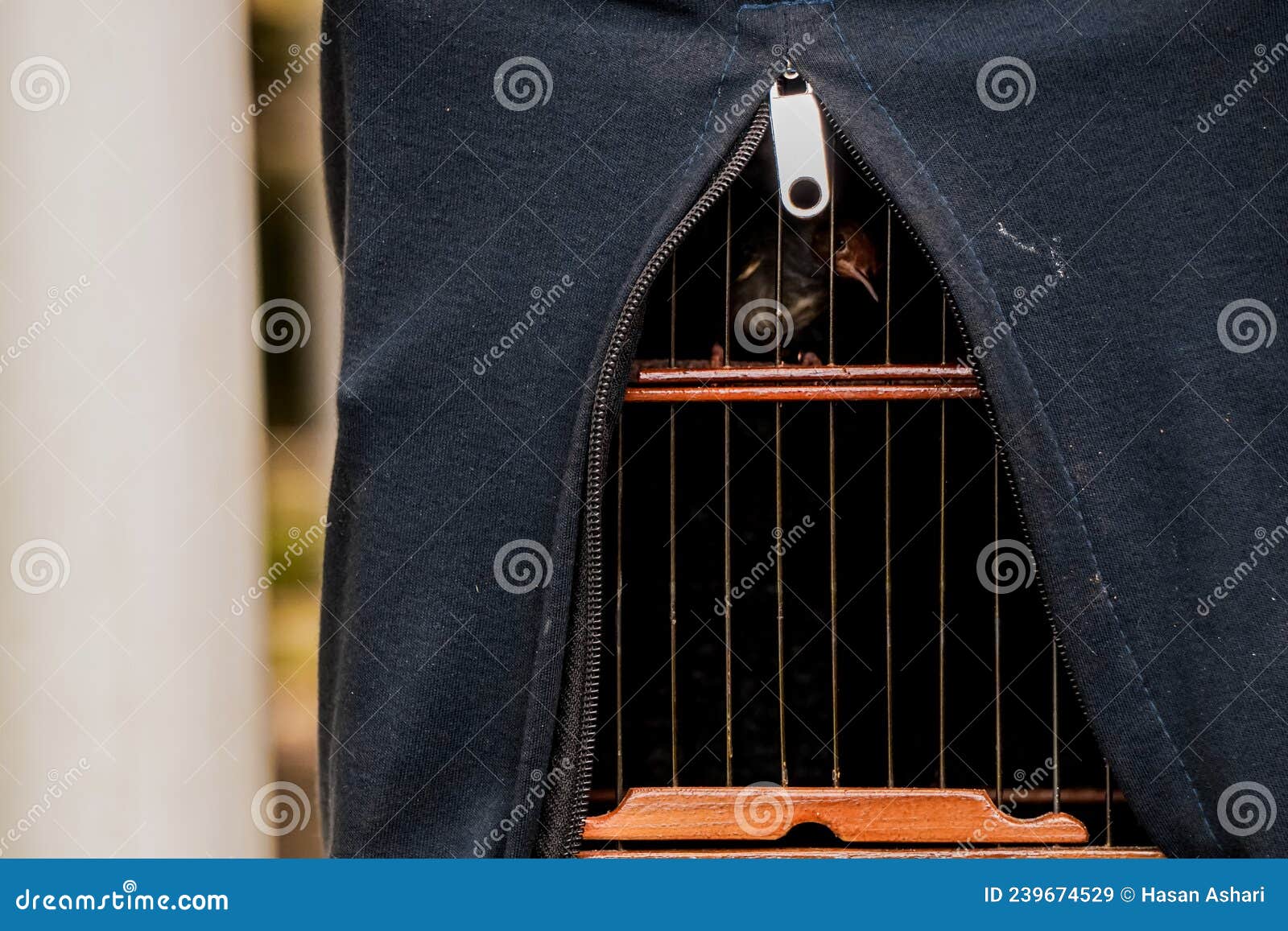 Prenjak Bird in a Cage Covered with Black Cloth Stock Image - Image of ...
