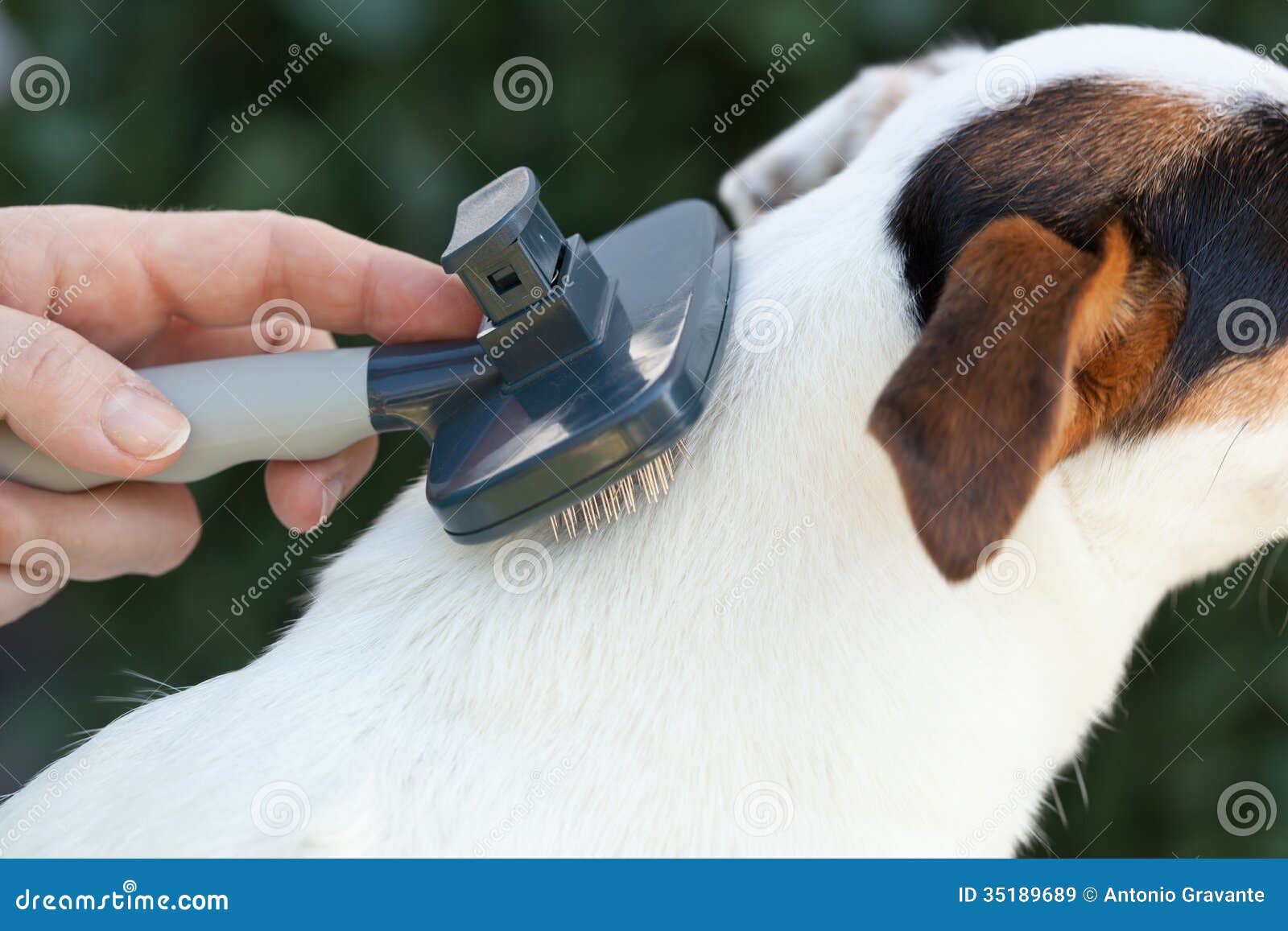 Preparando Um Jaque Russel Com Escova Imagem de Stock - Imagem de ...