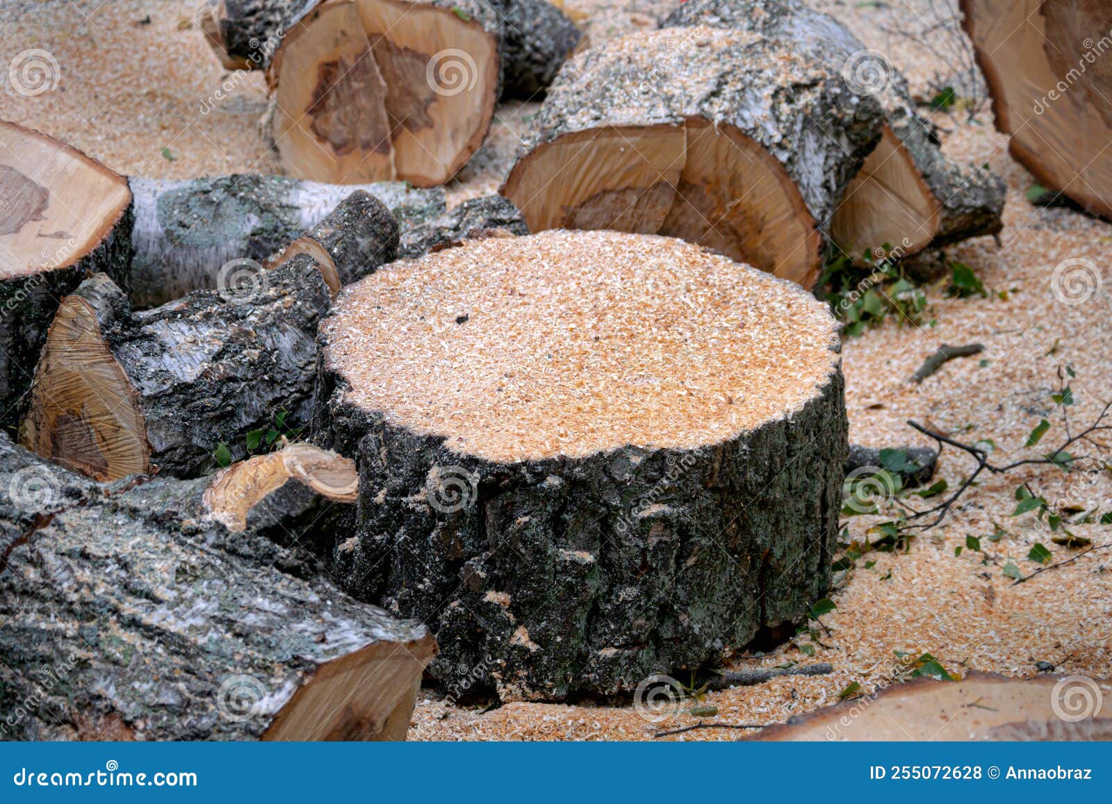 Preparation of Birch Firewood. the Sawn Tree is Sawn into Chocks. Stock ...
