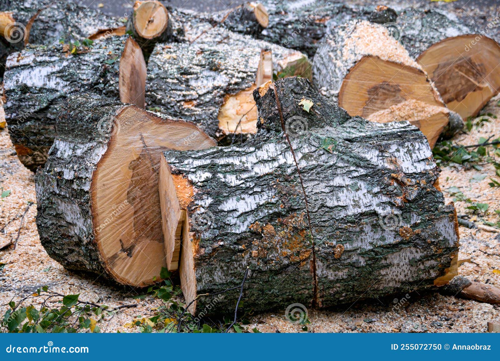Preparation of Birch Firewood. the Sawn Tree is Sawn into Chocks. Stock ...