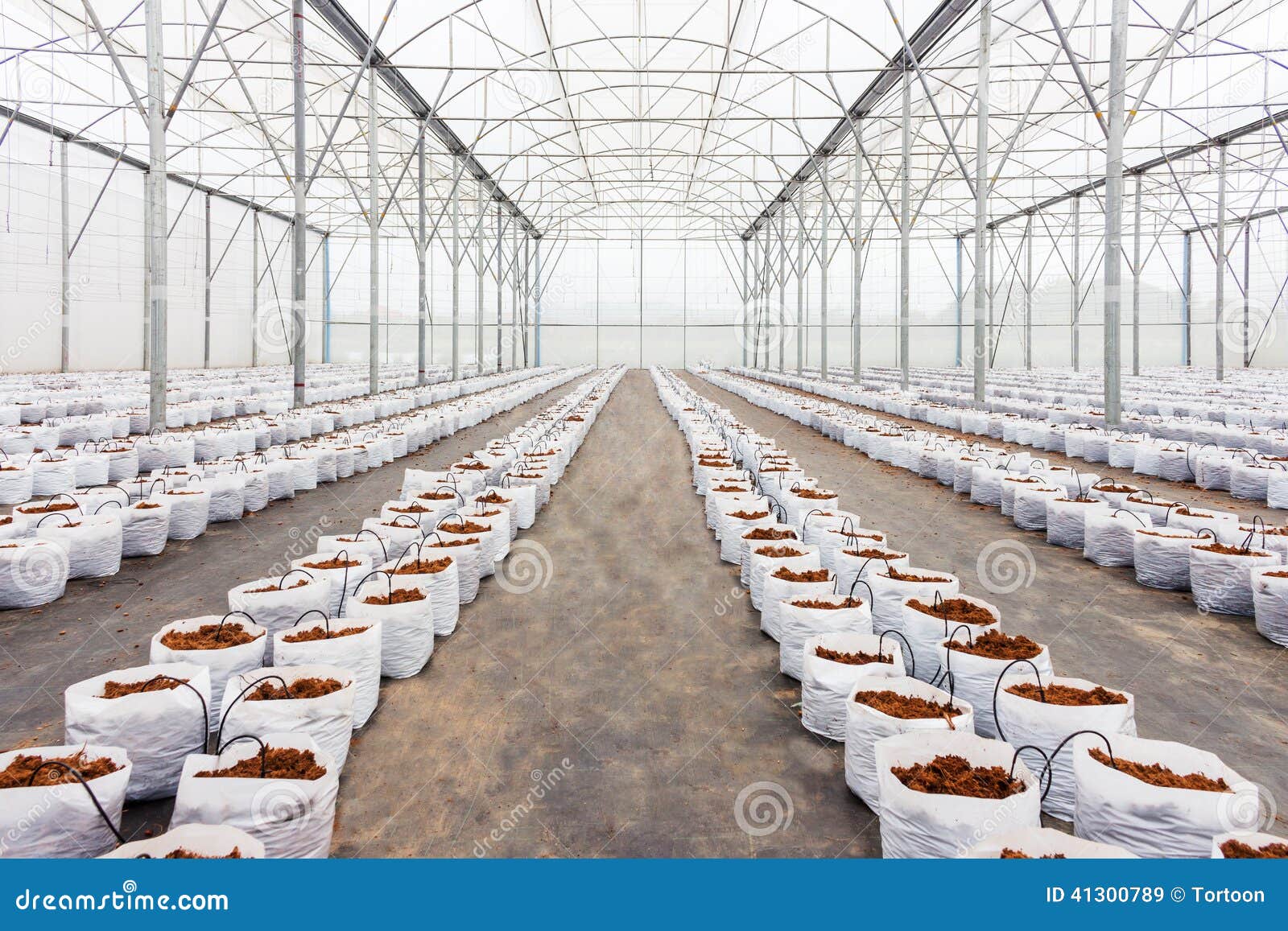Preparation Coco Peat in Greenhouse Stock Image - Image of gardening ...