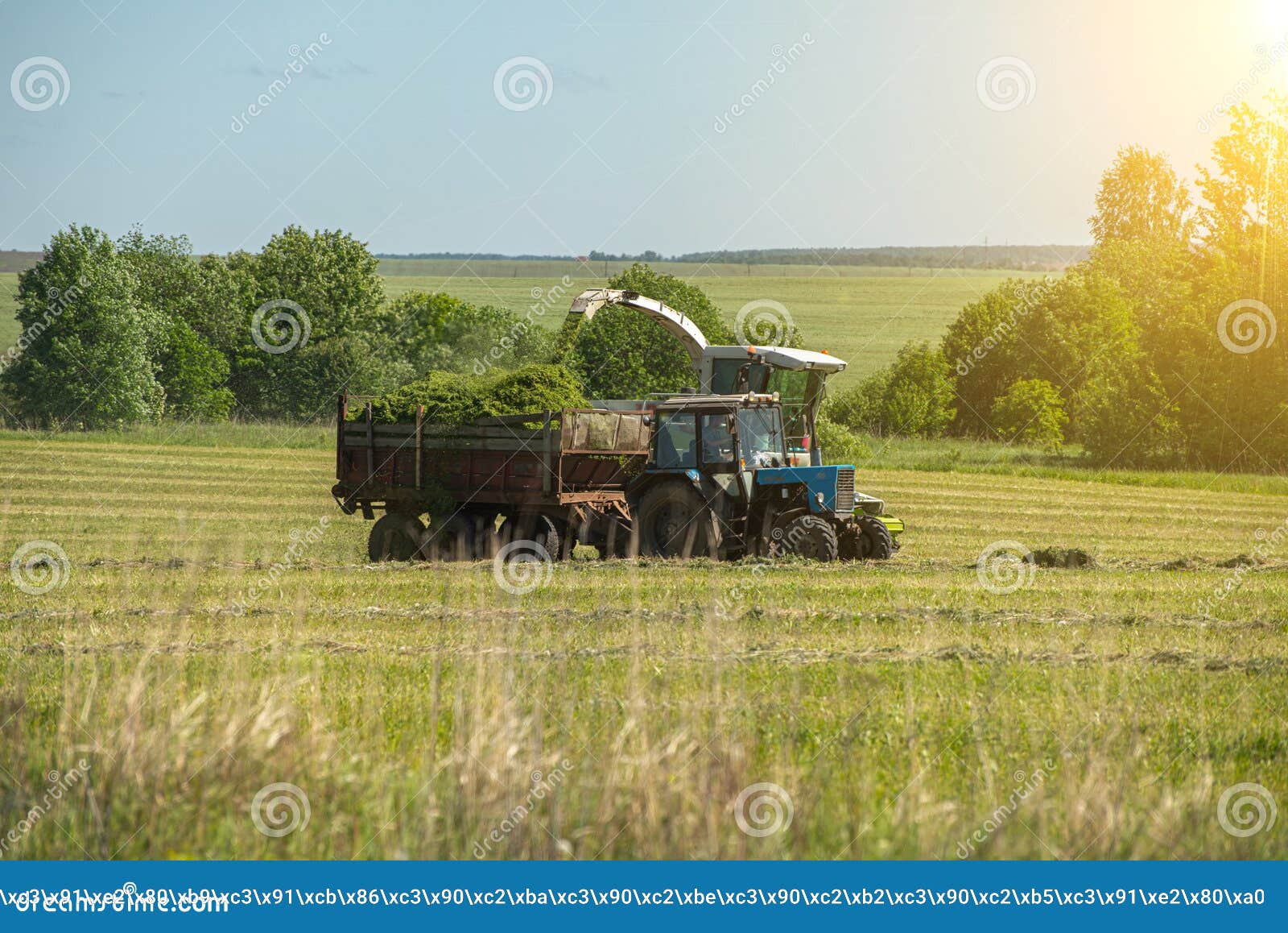 Preparation of Compound Feed for Cattle by Combine Harvesters Stock ...