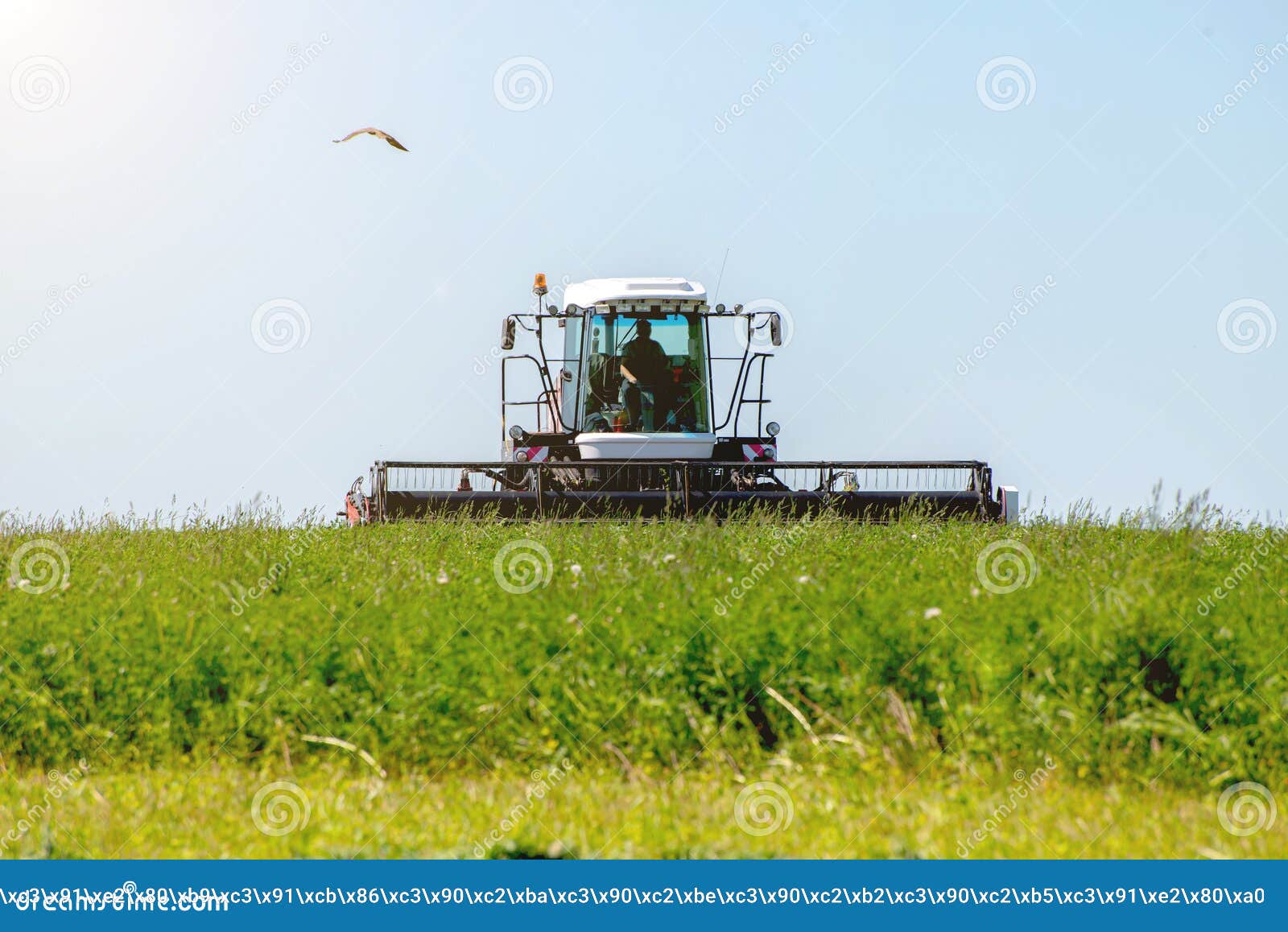 Preparation of Compound Feed for Cattle by Combine Harvesters Stock ...