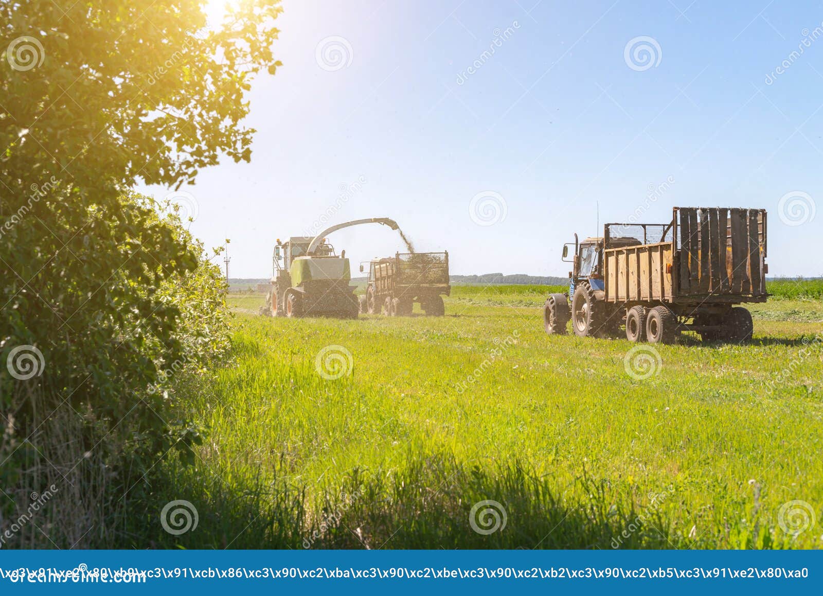 Preparation of Compound Feed for Cattle by Combine Harvesters Stock ...