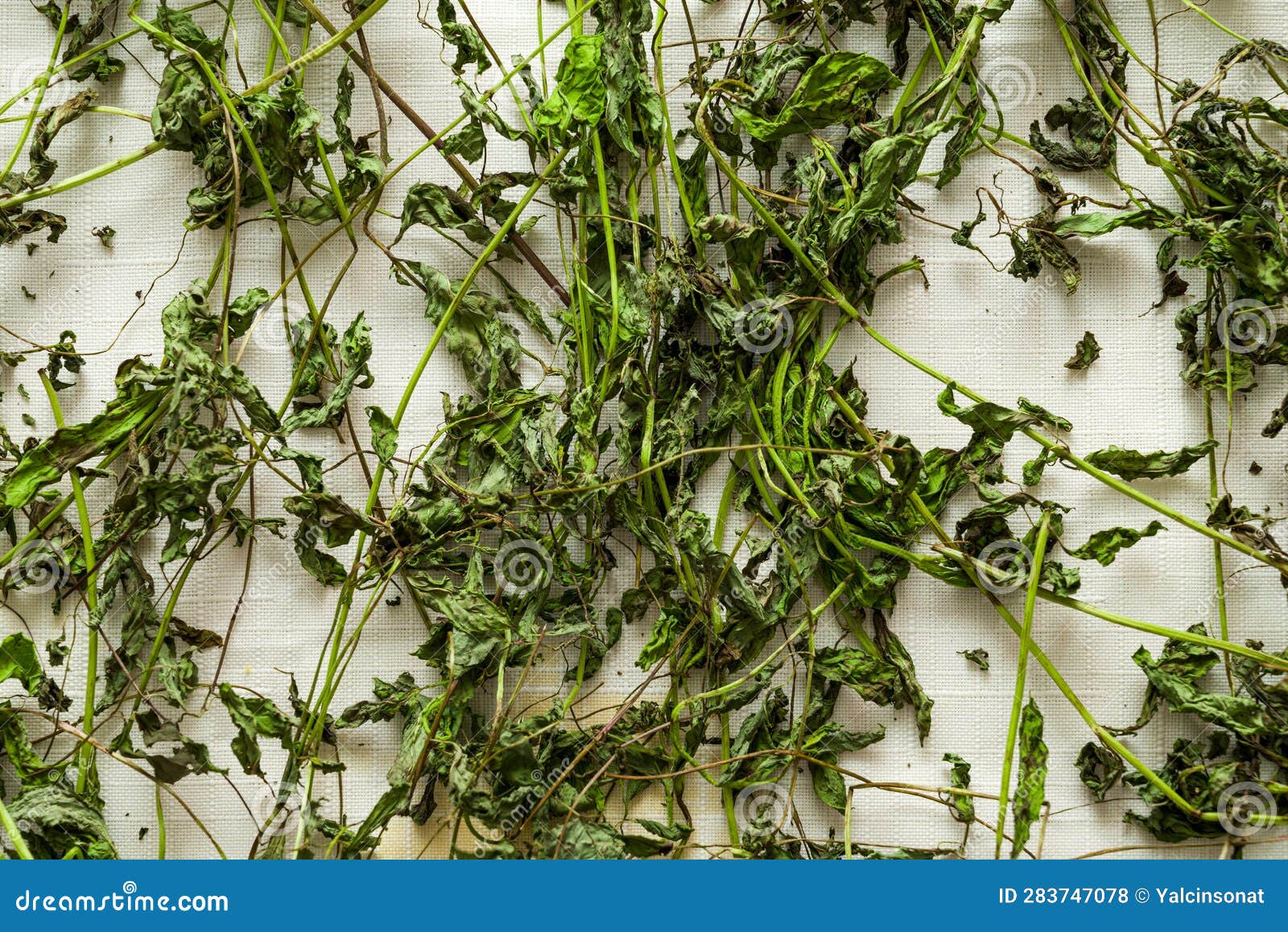 Preparation of Dry Mint Leaves on Cloth, Drying of Mint Leaves, Dried ...