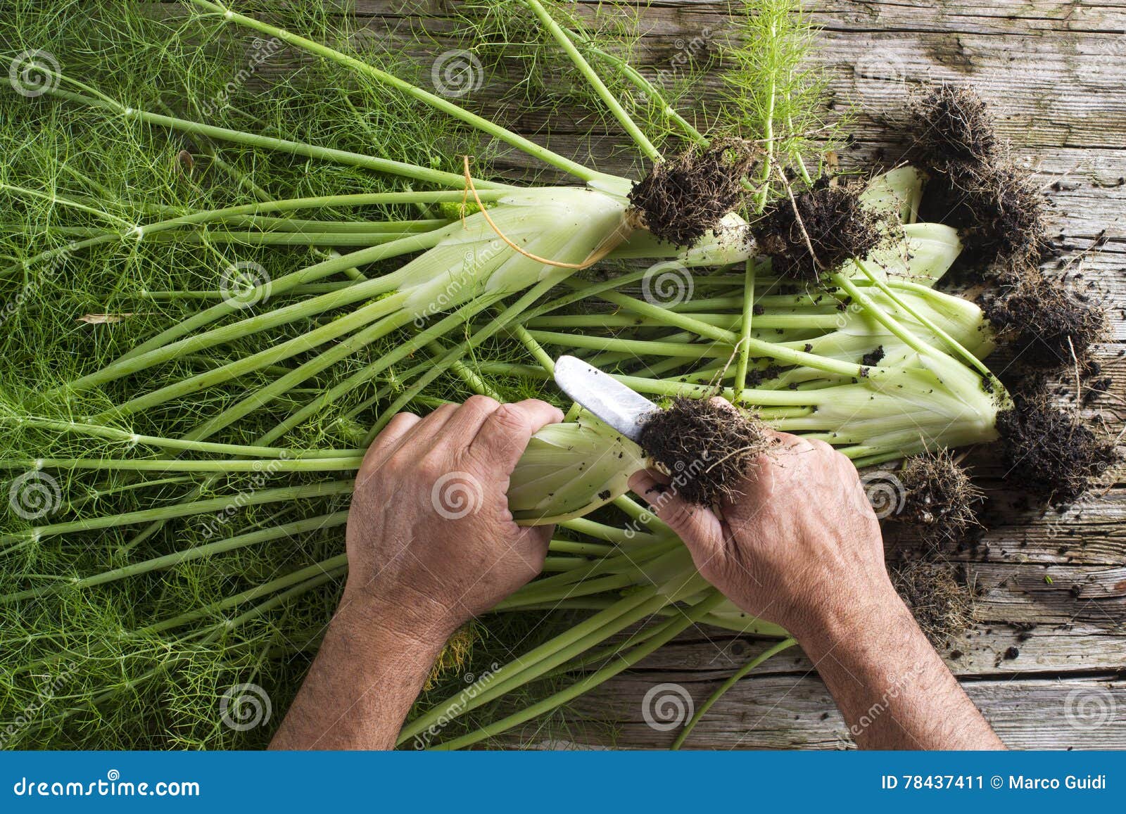 Preparation of fennel stock image. Image of antioxidant - 78437411