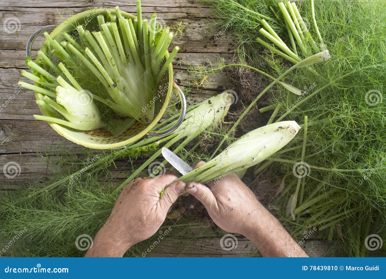 Preparation of fennel stock photo. Image of ingredient - 78439810