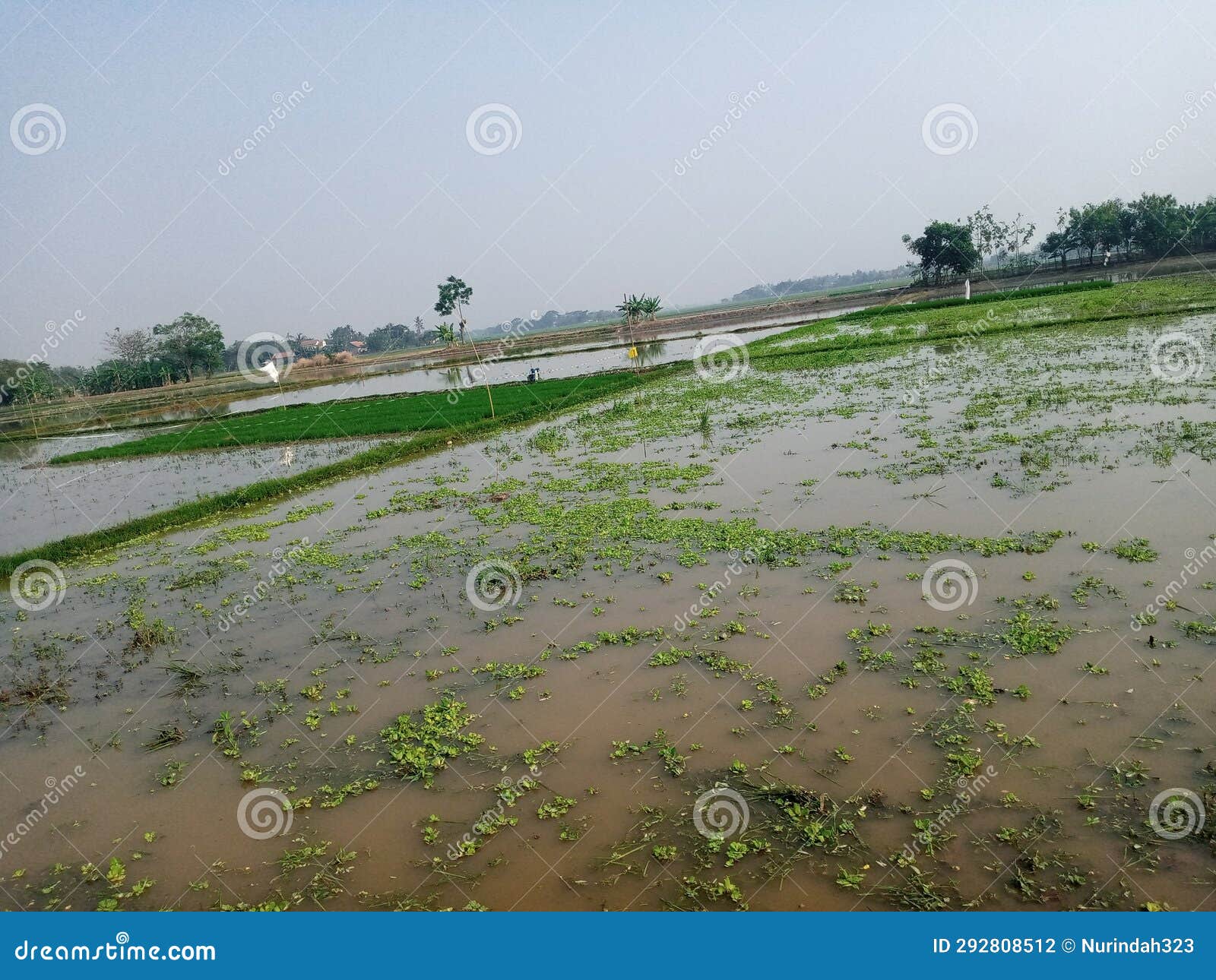 Preparation of Fields and Seedlings for Growing Rice Stock Photo ...