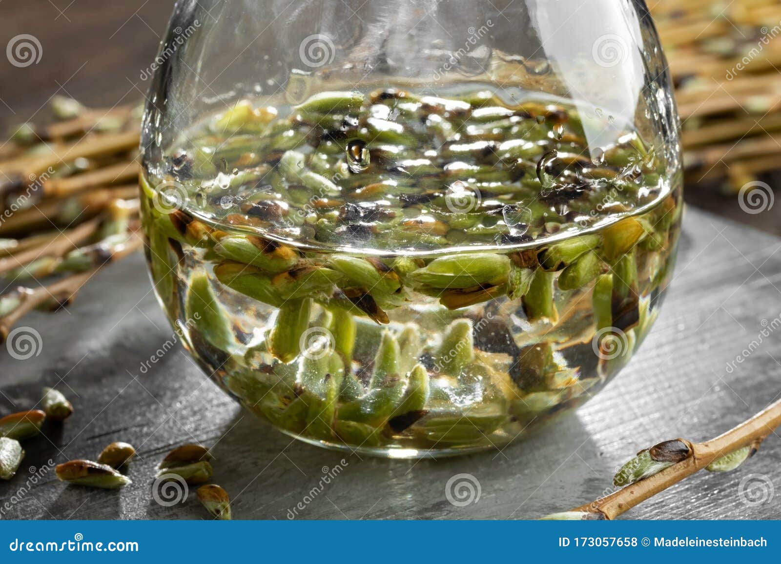 Preparation of a Gemmotherapy Tincture from Willow Buds Stock Photo ...