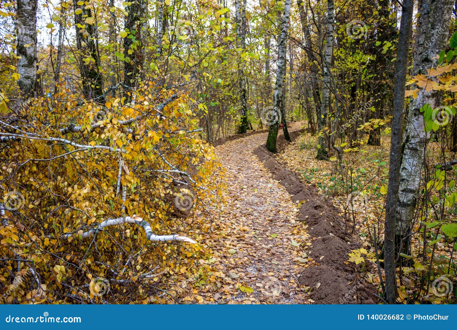 Preparation and Improvement of the Ecological Path in the City Forest ...