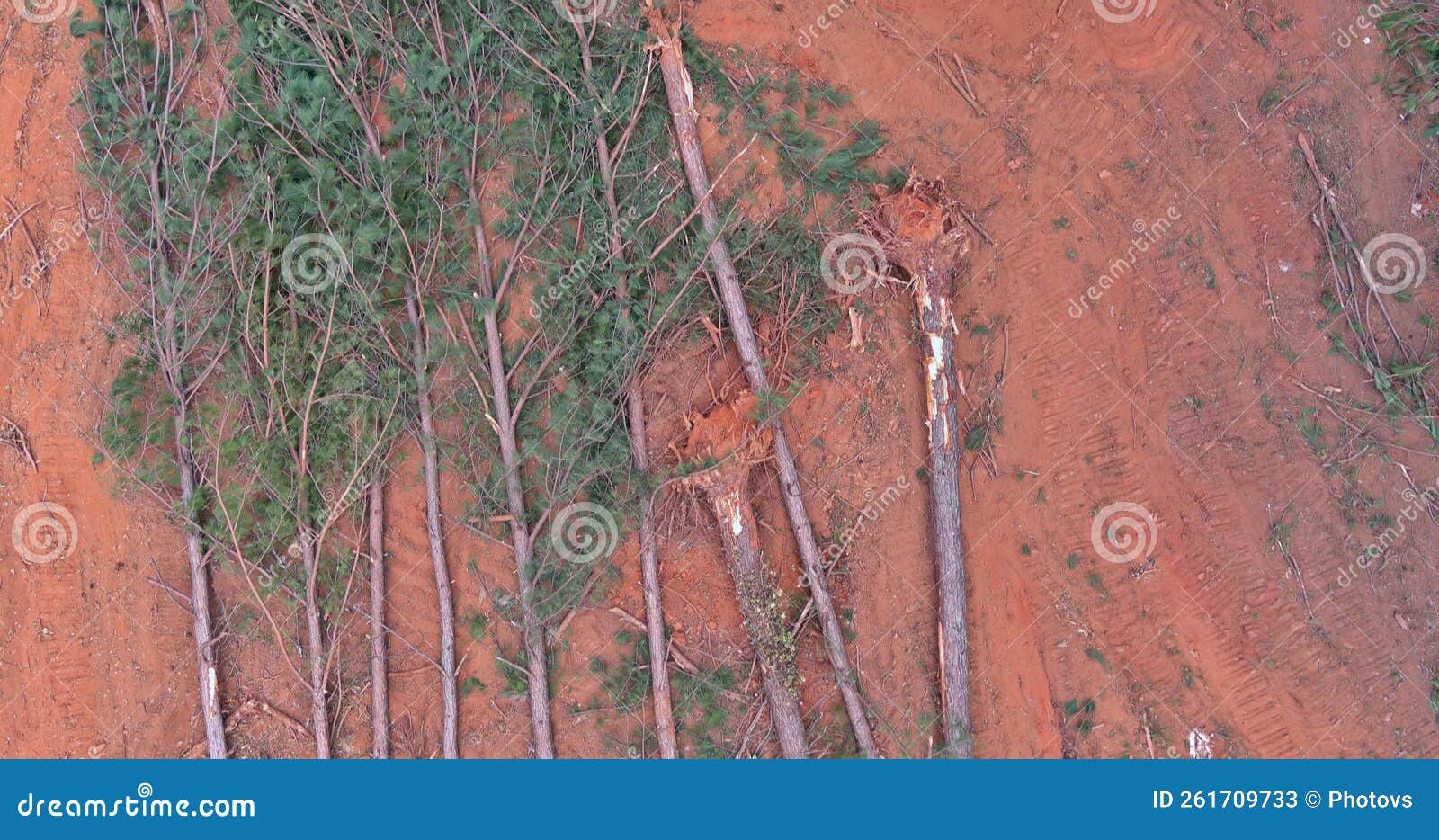 Preparation of Land for Subdivision Construction by Uprooting Trees in ...