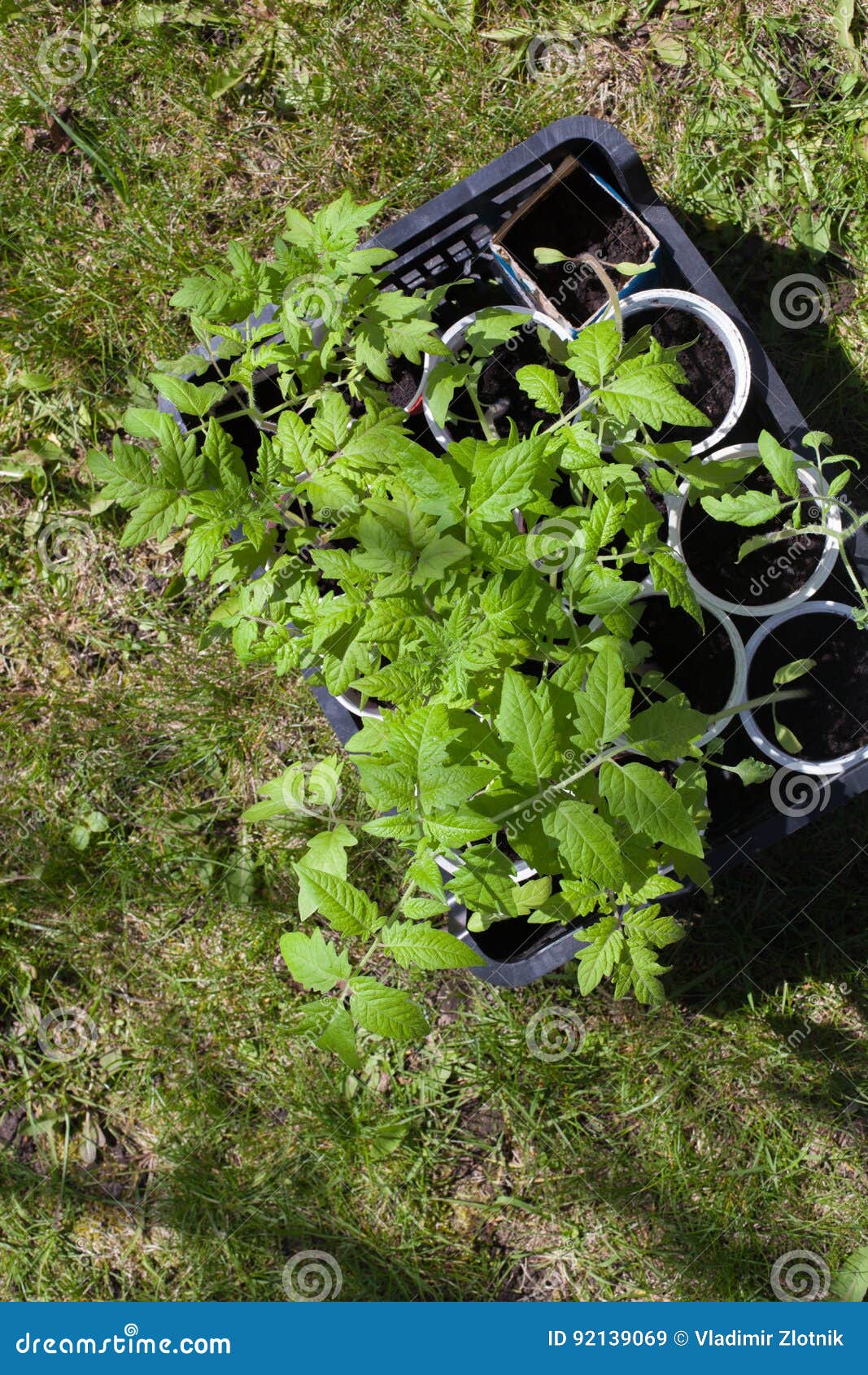 Preparation of Seedlings for Planting. Stock Image - Image of healthy ...