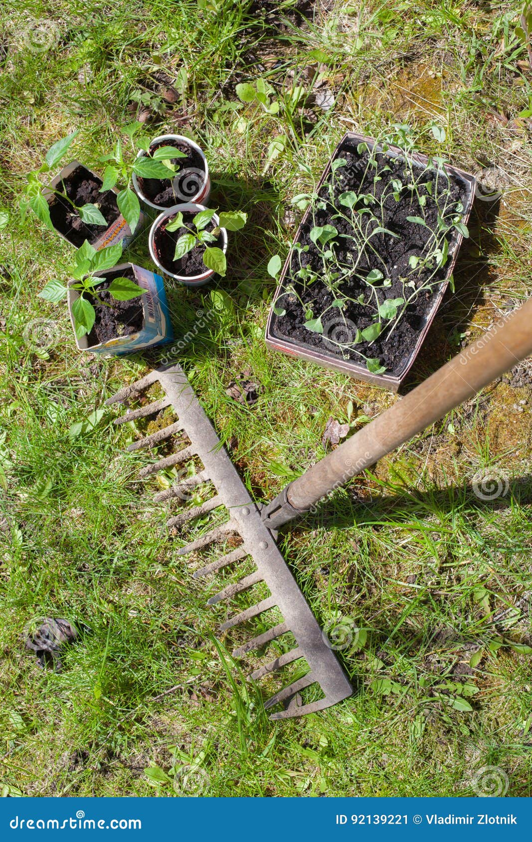 Preparation of Seedlings for Planting. Stock Image - Image of detail ...
