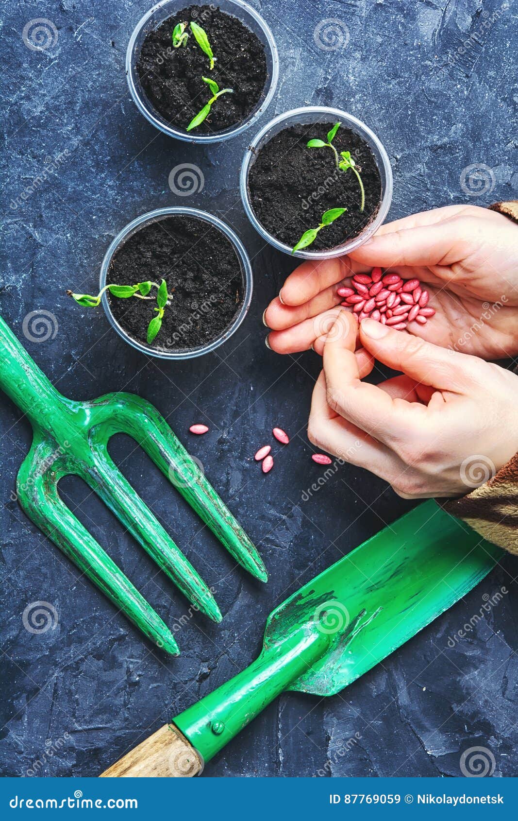 Preparation of Seedlings in the Spring Stock Image - Image of nurture ...