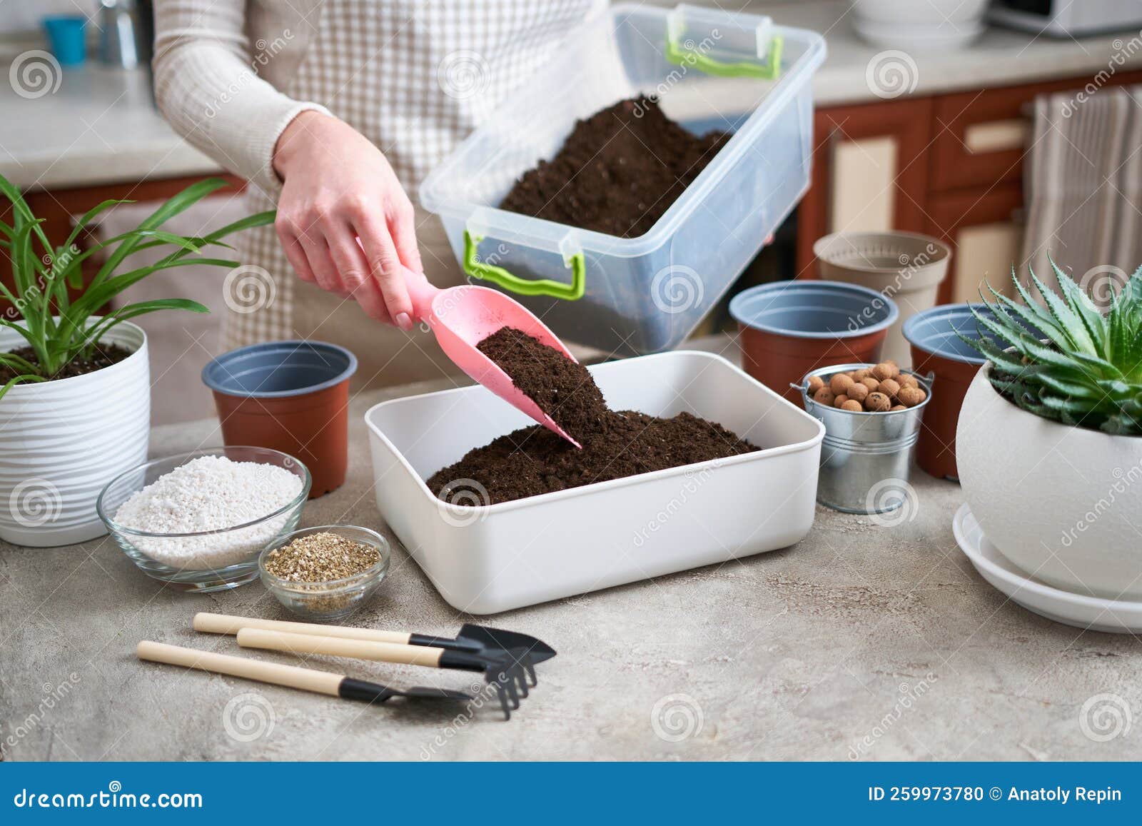 Preparation of Soil Substrate for Planting Houseplant into a Pot Stock ...