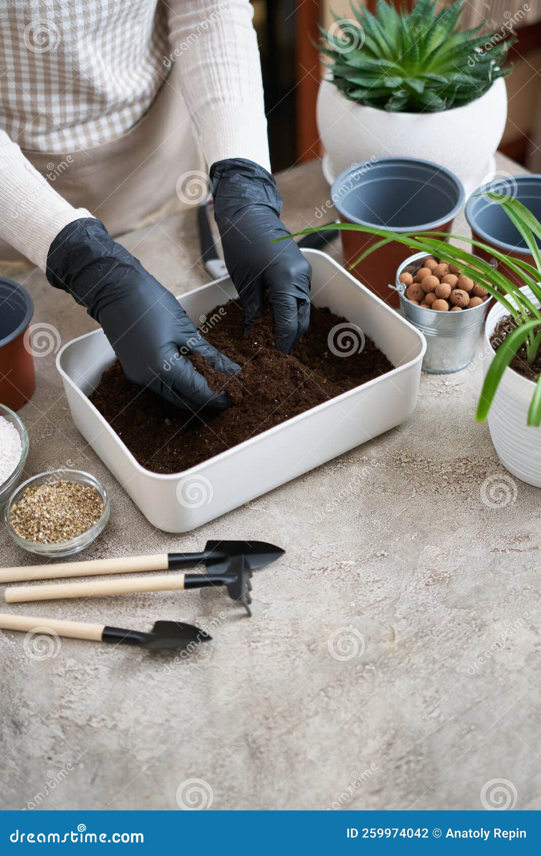Preparation of Soil Substrate for Planting Houseplant into a Pot Stock ...