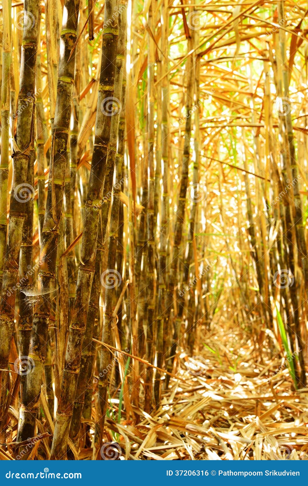 Prepare Cane Row before Harvest Stock Photo - Image of sugar, brown ...
