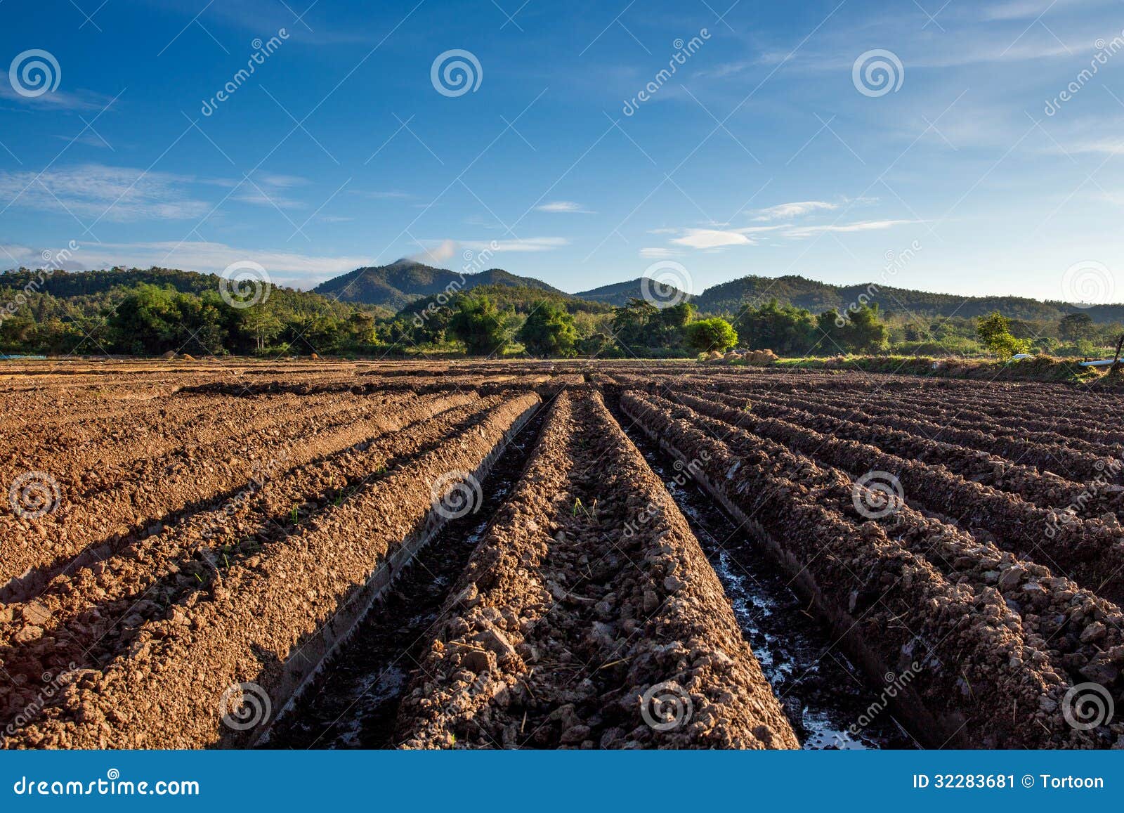 Prepare the Planting Crop Vegetable. Stock Image - Image of earth ...