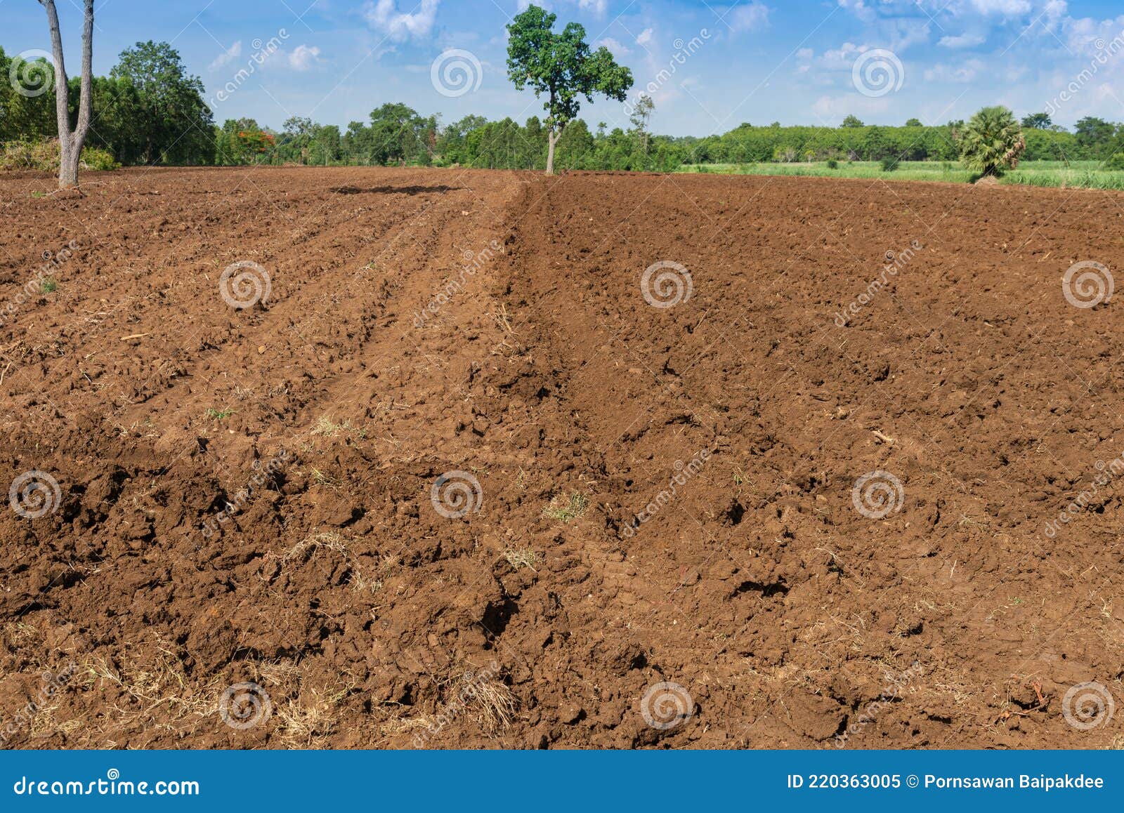 Prepare Soil for Sugarcane Planting Stock Image - Image of farmland ... Prepare Soil for Sugarcane Planting Stock Image - Image of farmland ...