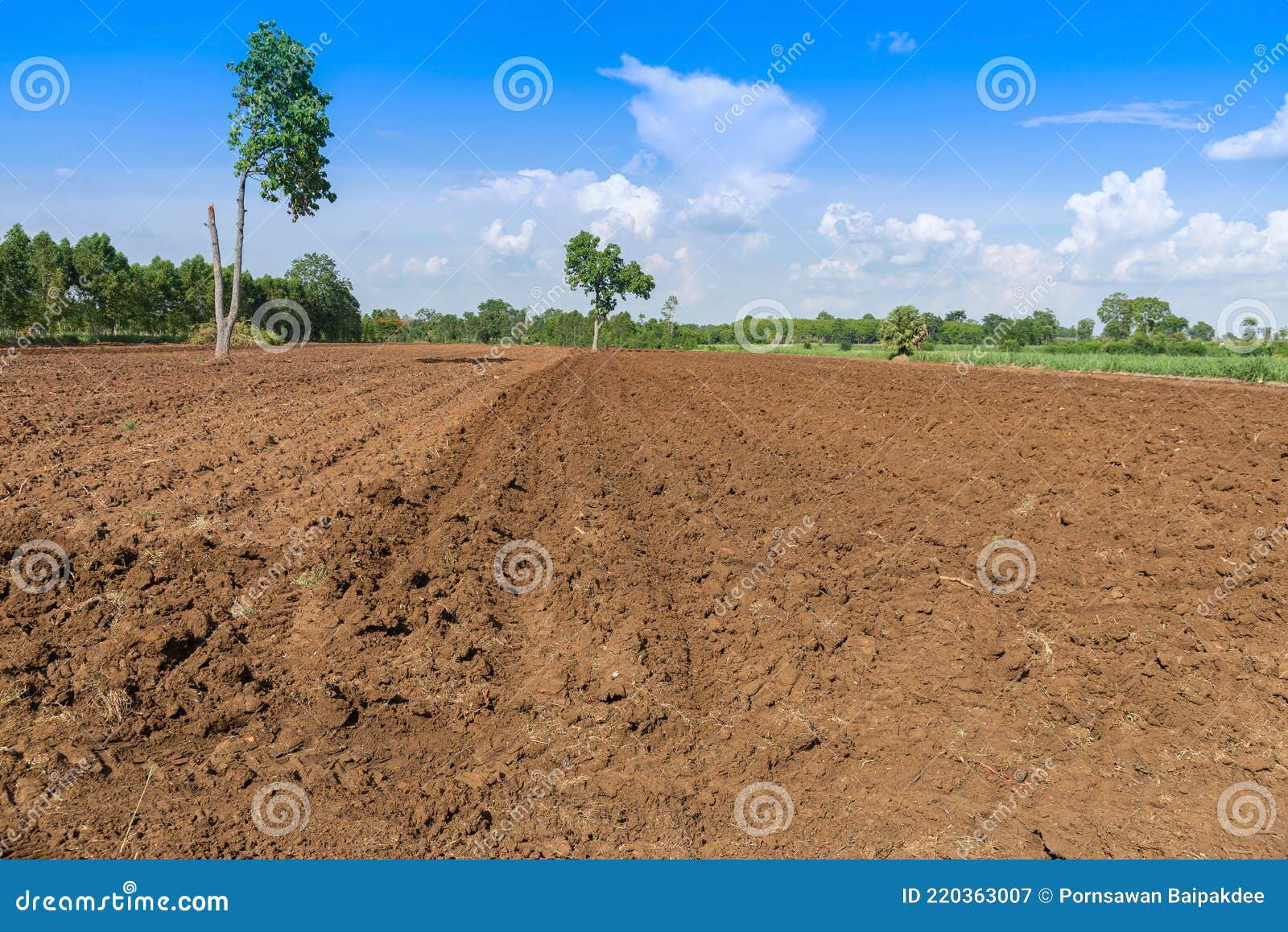Prepare Soil for Sugarcane Planting Stock Image - Image of glade, grow ... Prepare Soil for Sugarcane Planting Stock Image - Image of glade, grow ...