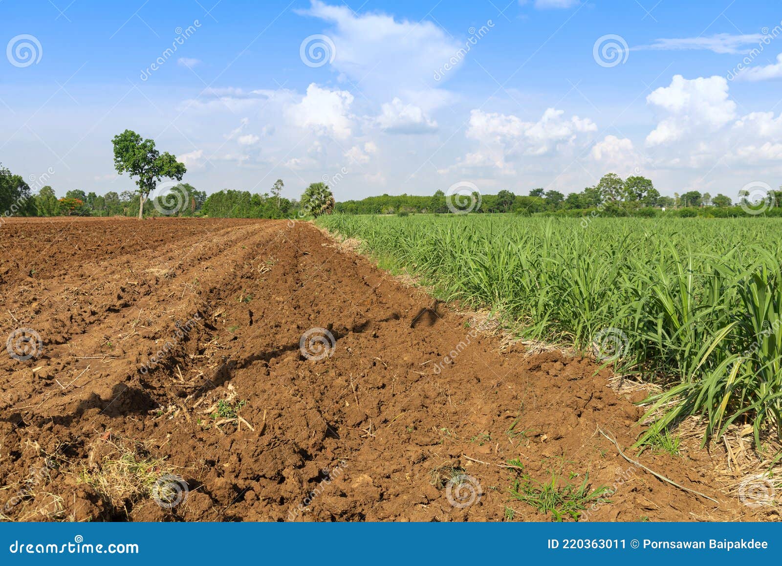 Prepare Soil for Sugarcane Planting, Sugarcane Field Stock Image ... Prepare Soil for Sugarcane Planting, Sugarcane Field Stock Image ...