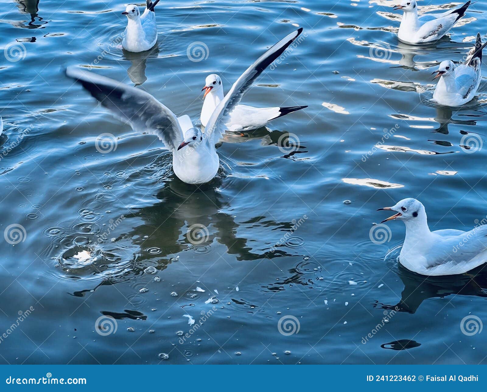 Prepare to fly seagull stock photo. Image of waterbird - 241223462