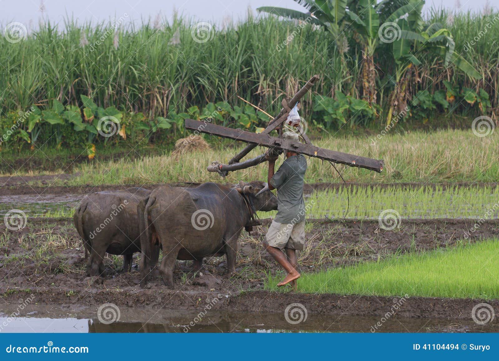 Prepare to plow editorial stock image. Image of prepare - 41104494