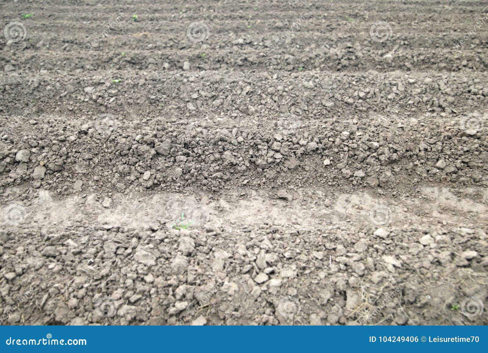 Prepared Farm Soil for Planting Stock Photo - Image of field ...