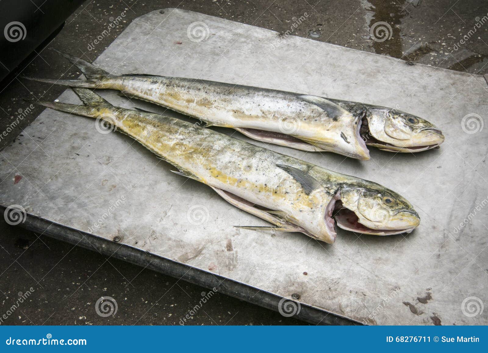 Prepared Fish in a Fish Market Stock Image - Image of ocean, food: 68276711