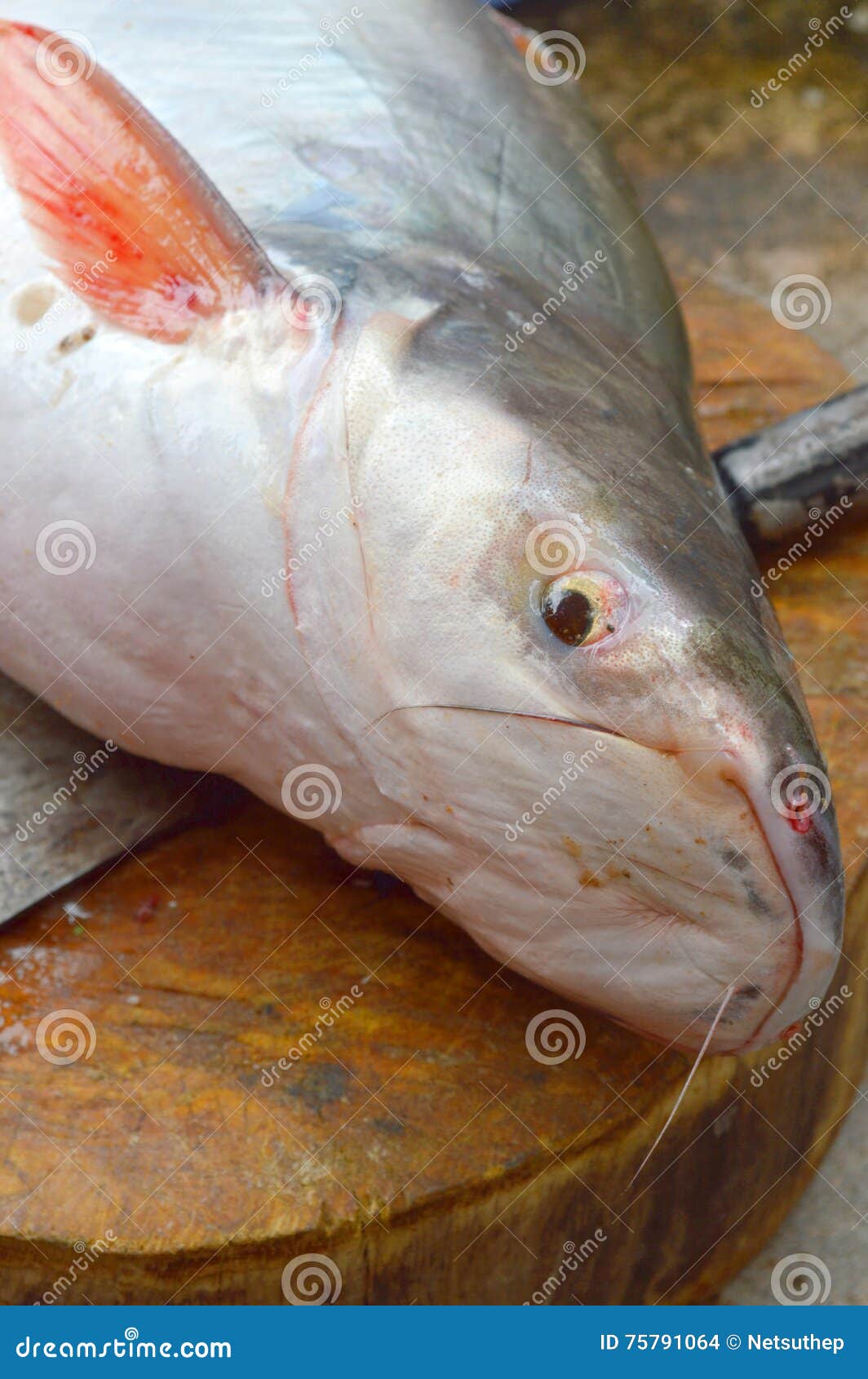 Prepared Fresh Water Fish for Cooking Stock Photo - Image of food ...