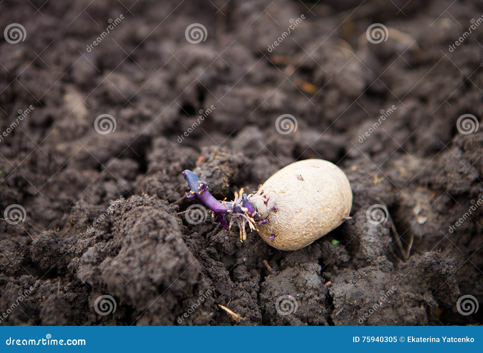 Prepared Germinating Potato in the Planting Process Stock Image - Image ...