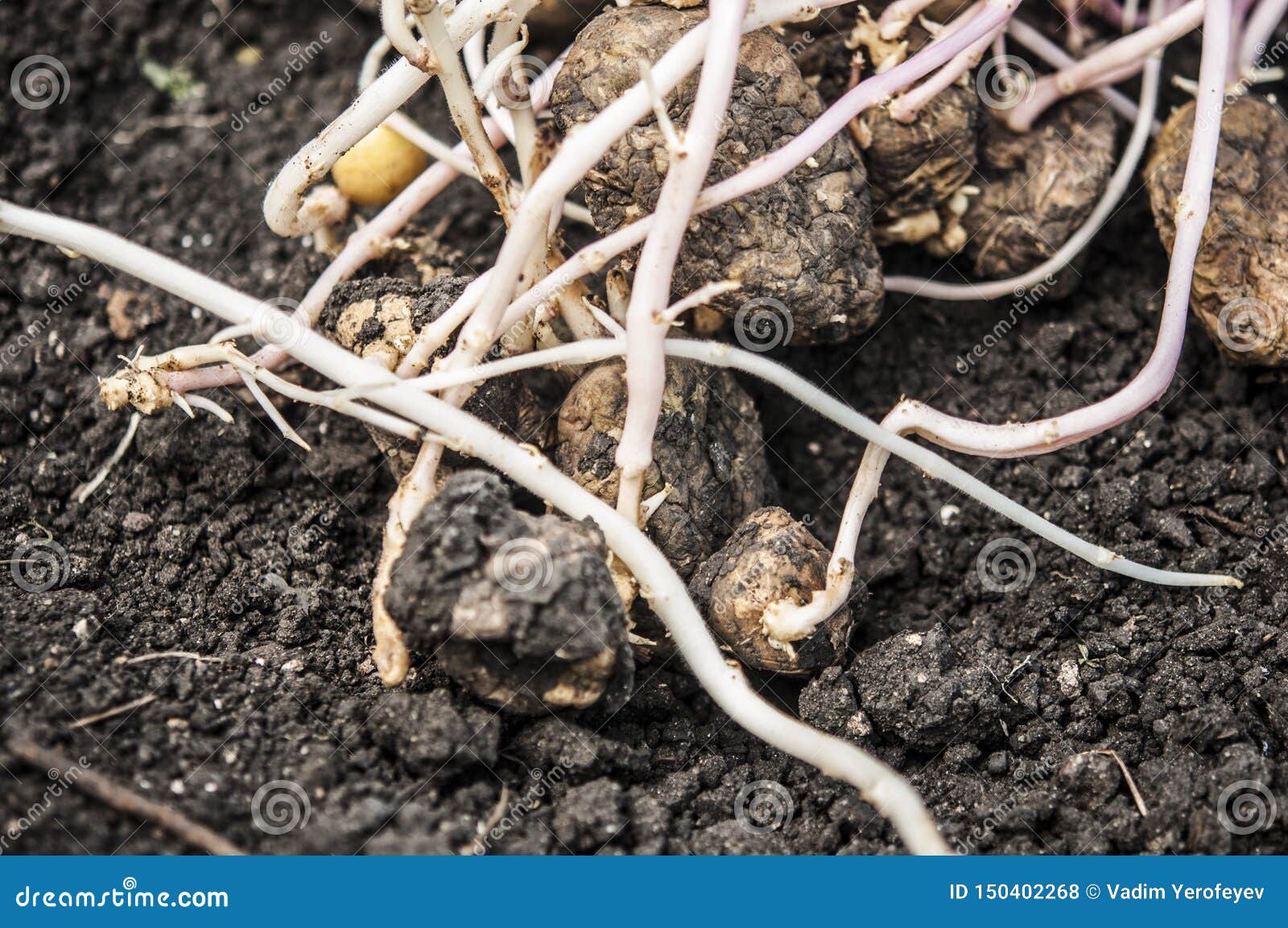 Germinating Potatoes on the Ground Stock Photo - Image of young ...