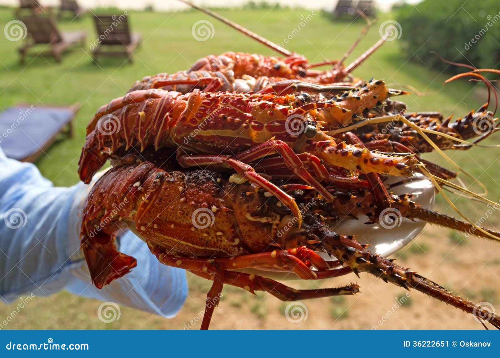 Prepared Lobsters stock image. Image of cooked, exotic - 36222651