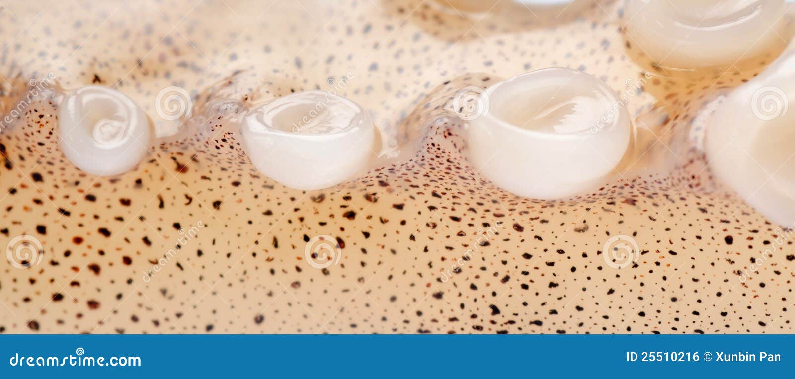 Prepared squid tentacle stock photo. Image of invertebrate - 25510216