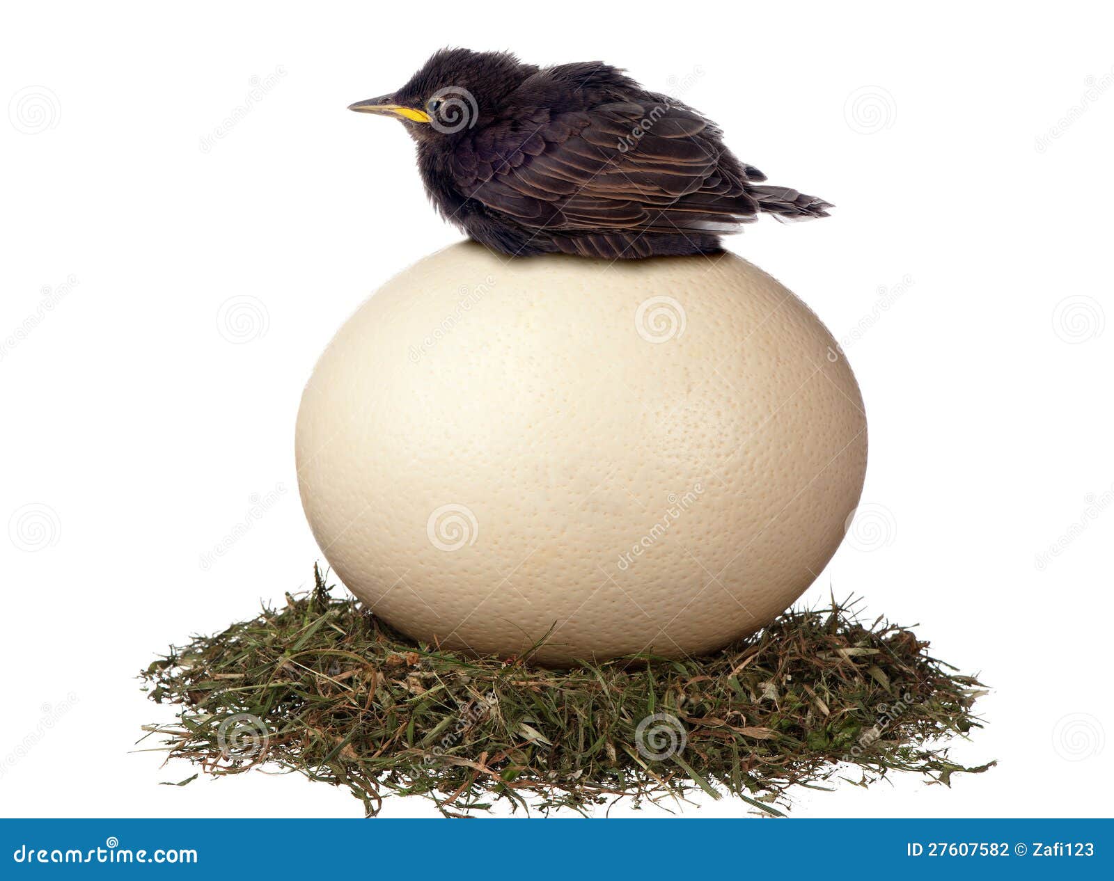 Prepared to wait stock photo. Image of baby, chick, impractical - 27607582