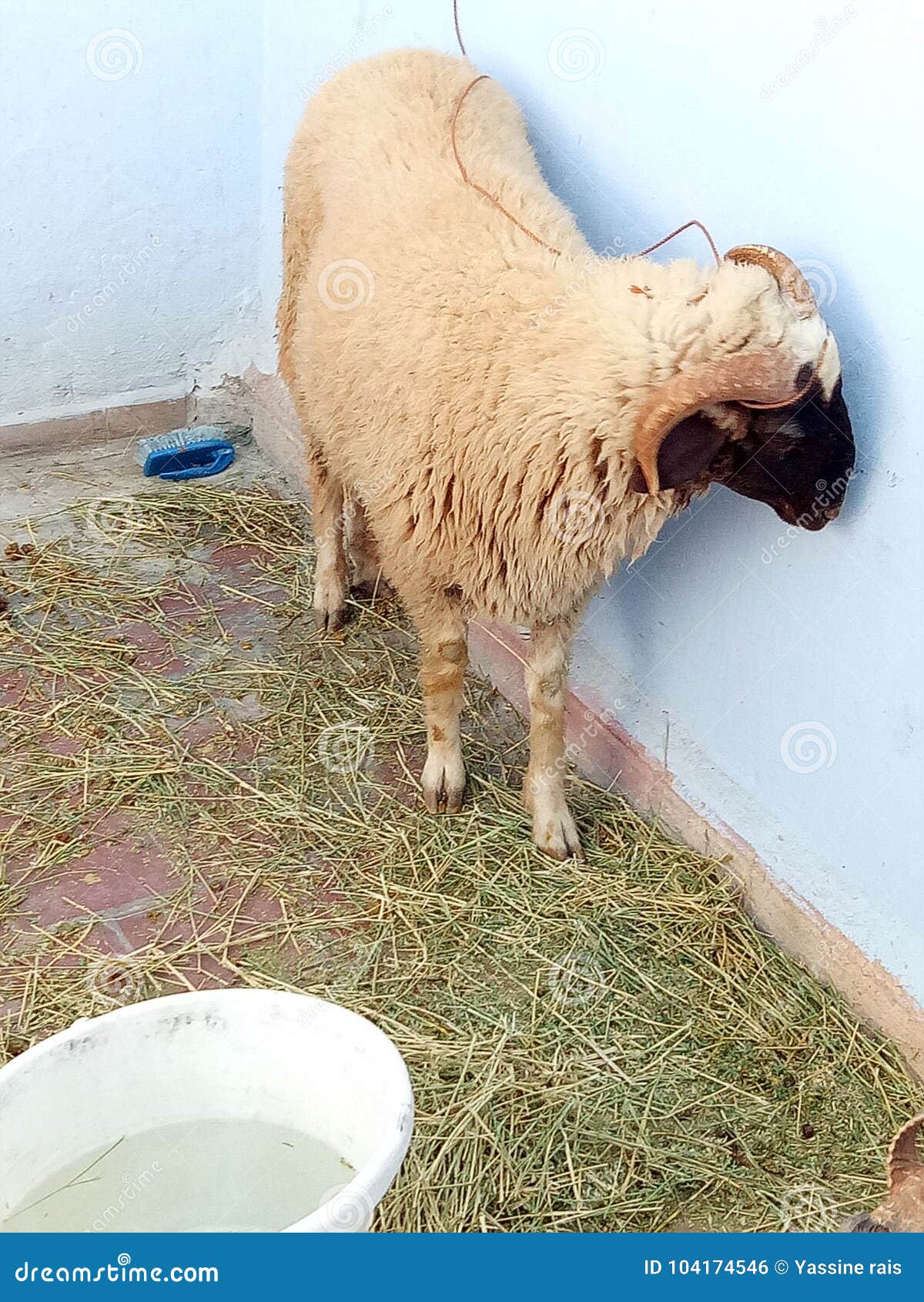 Cheep stock photo. Image of time, cheep, morocco, preparing - 104174546