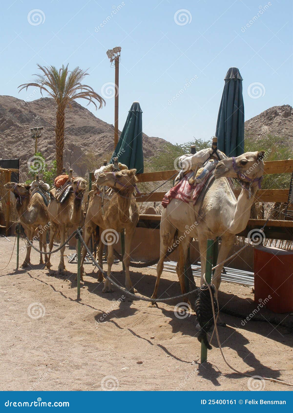 Preparing for camel safari stock image. Image of rack - 25400161