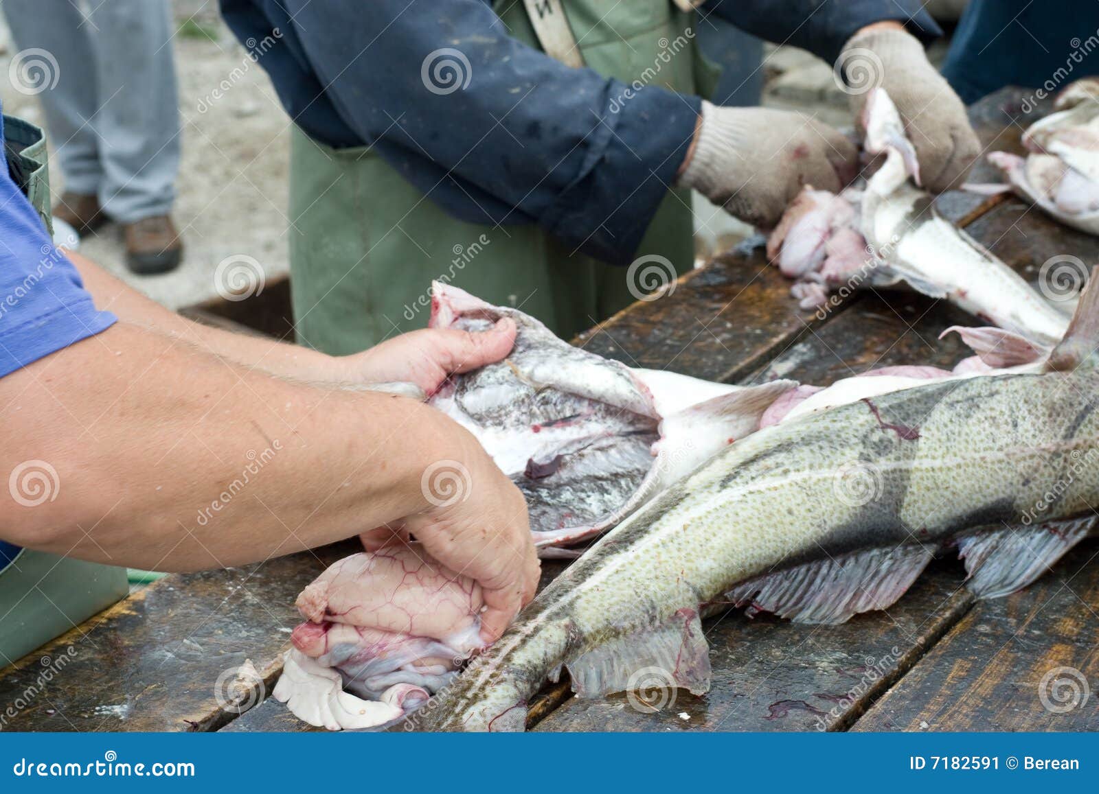 Preparing Cod fish stock image. Image of fishing, meal - 7182591