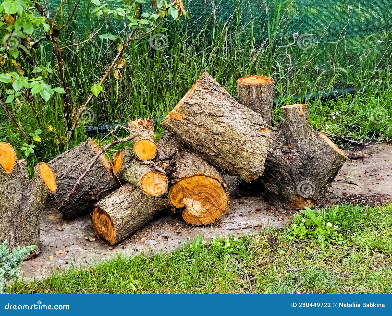 Preparing Firewood for the Winter. Felled Tree Trunks on a Background ...
