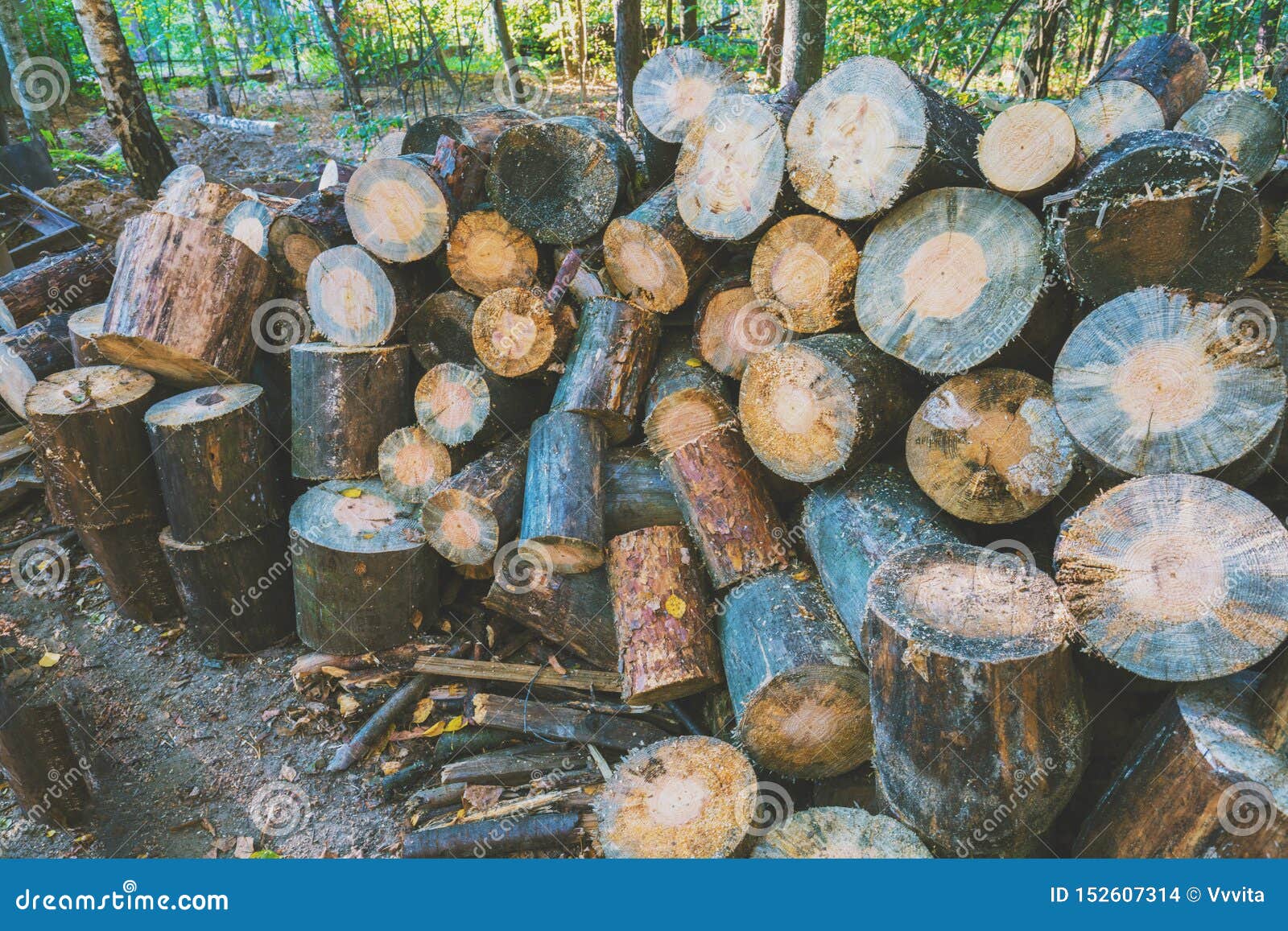 Pile of the Cutting Pine Wood Outdoors Stock Photo - Image of bark ...