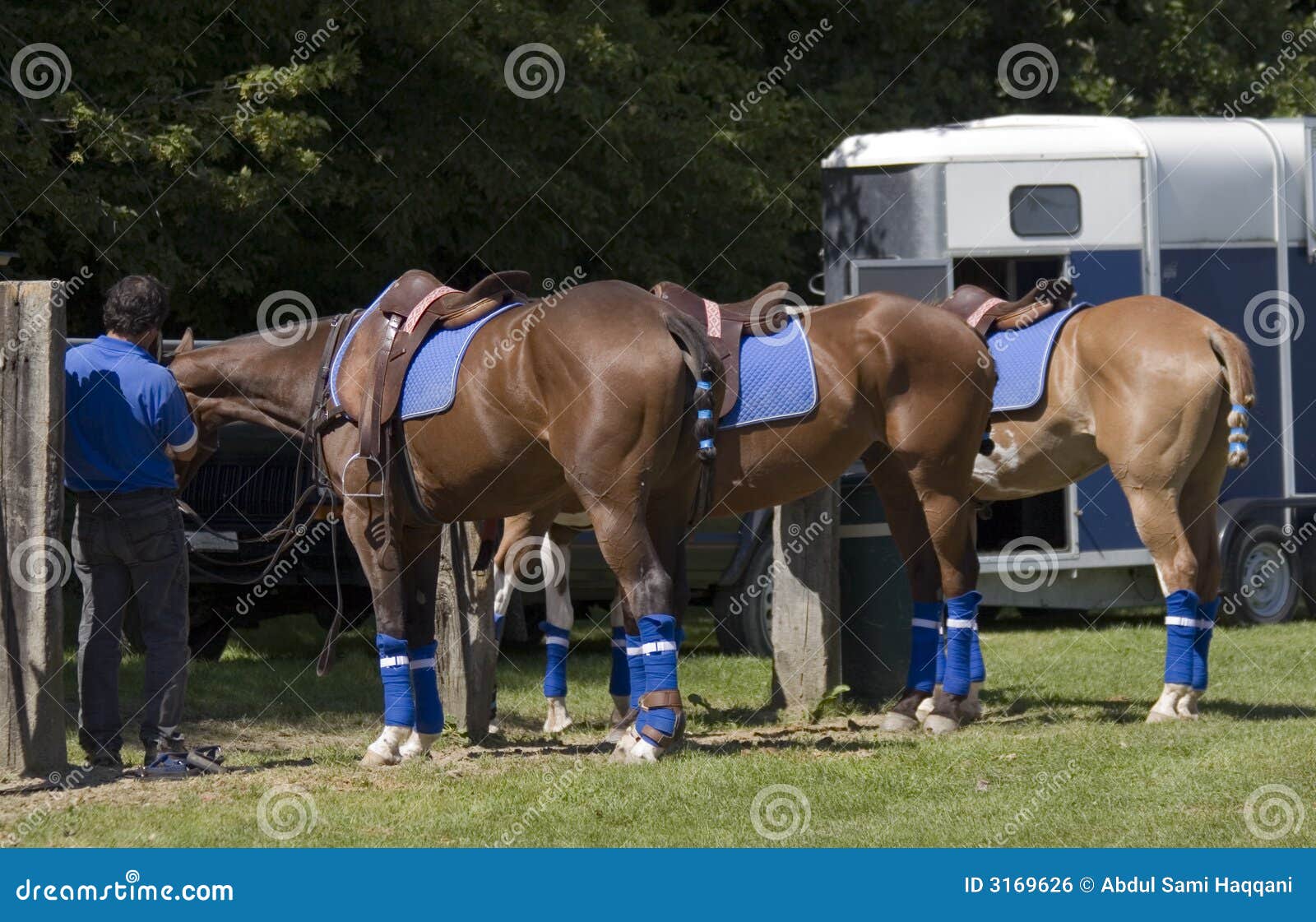 Preparing horses stock photo. Image of game, ponies, resting - 3169626