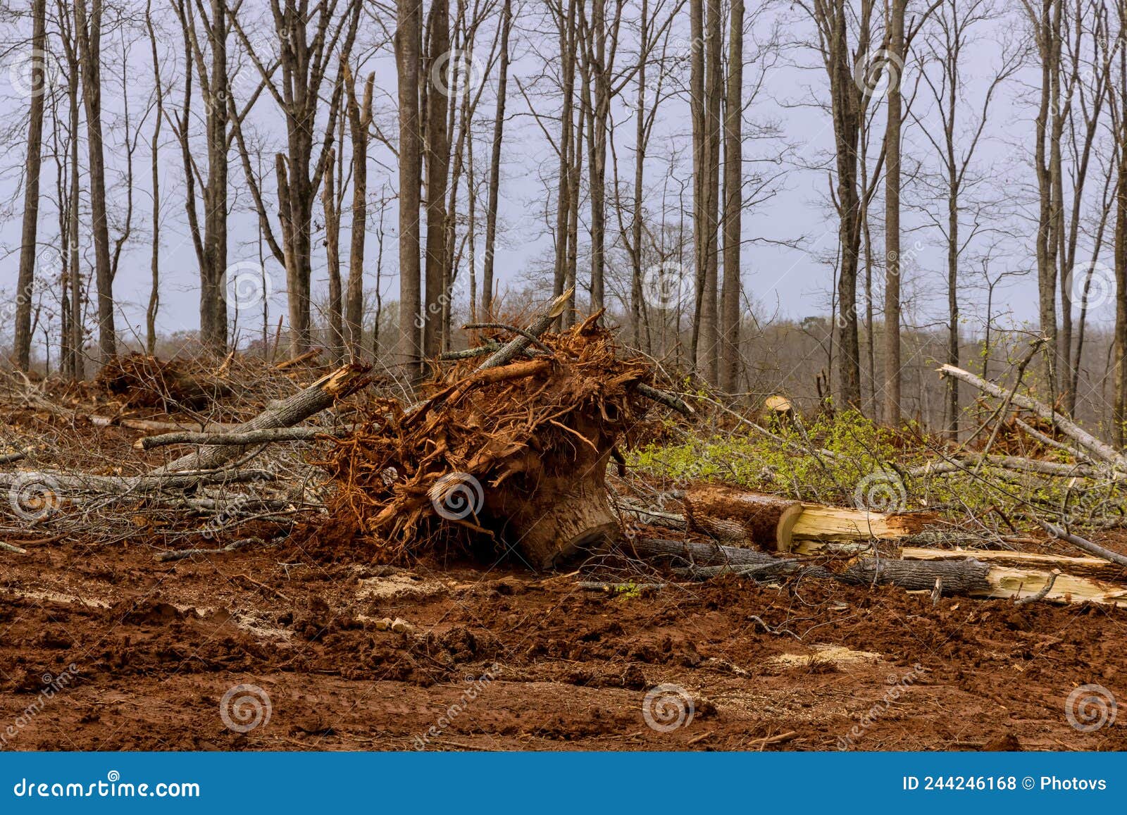 Preparing Land for Construction of Uprooted Tree from the Ground on the ...