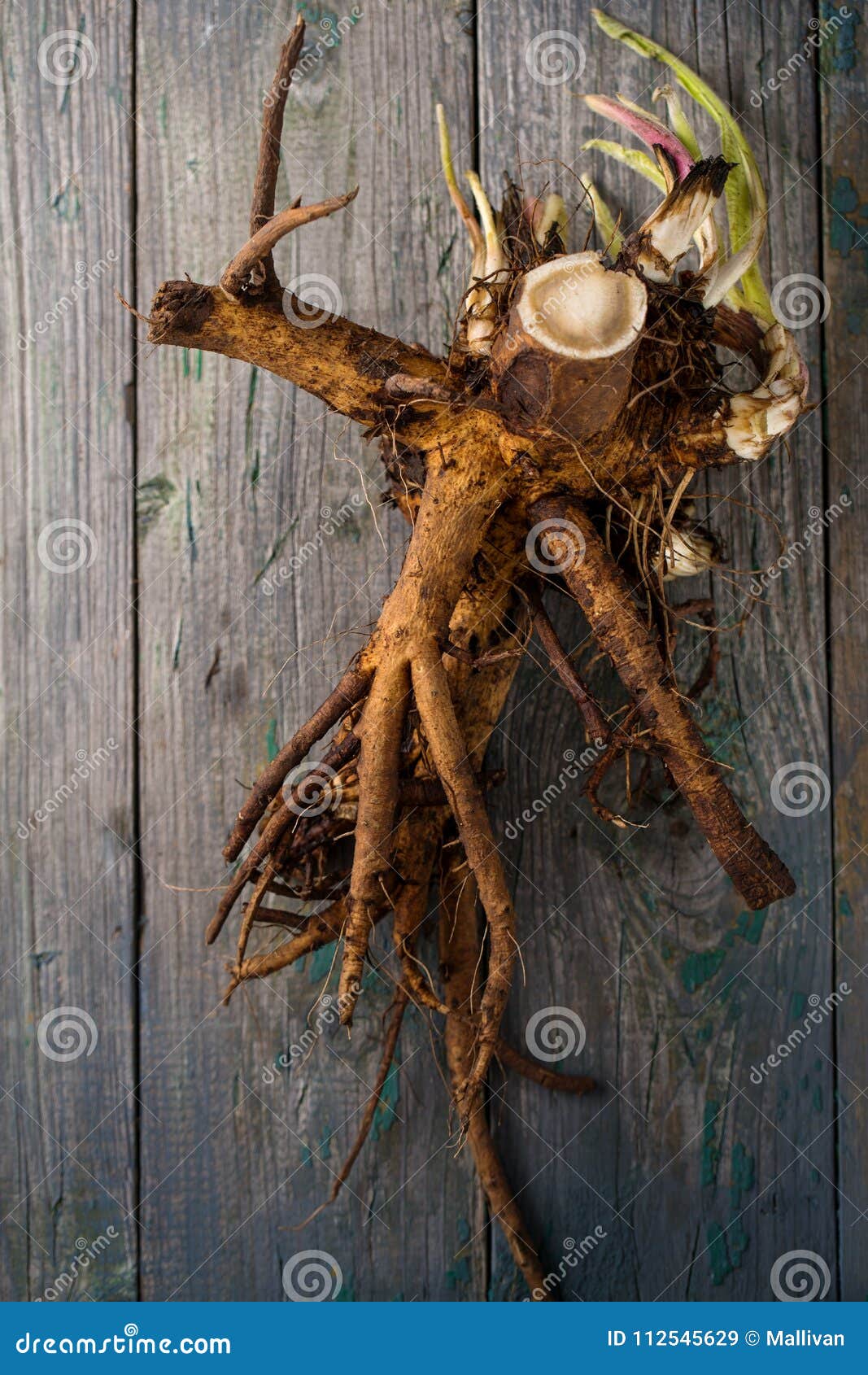 The root of elecampane stock image. Image of herbal - 112545629