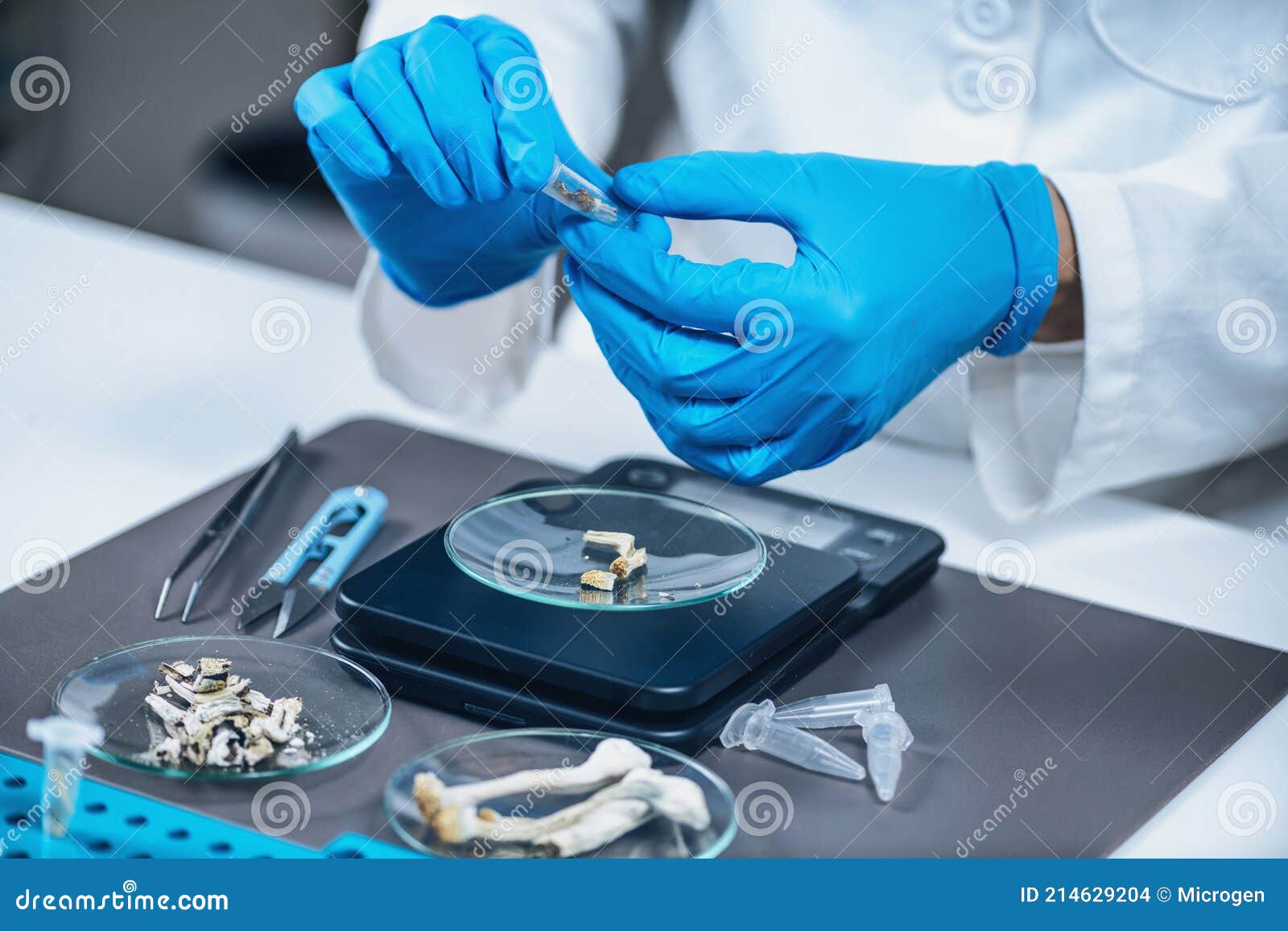 Preparing Micro Doses of Psilocybin Mushrooms in Science Laboratory for ...