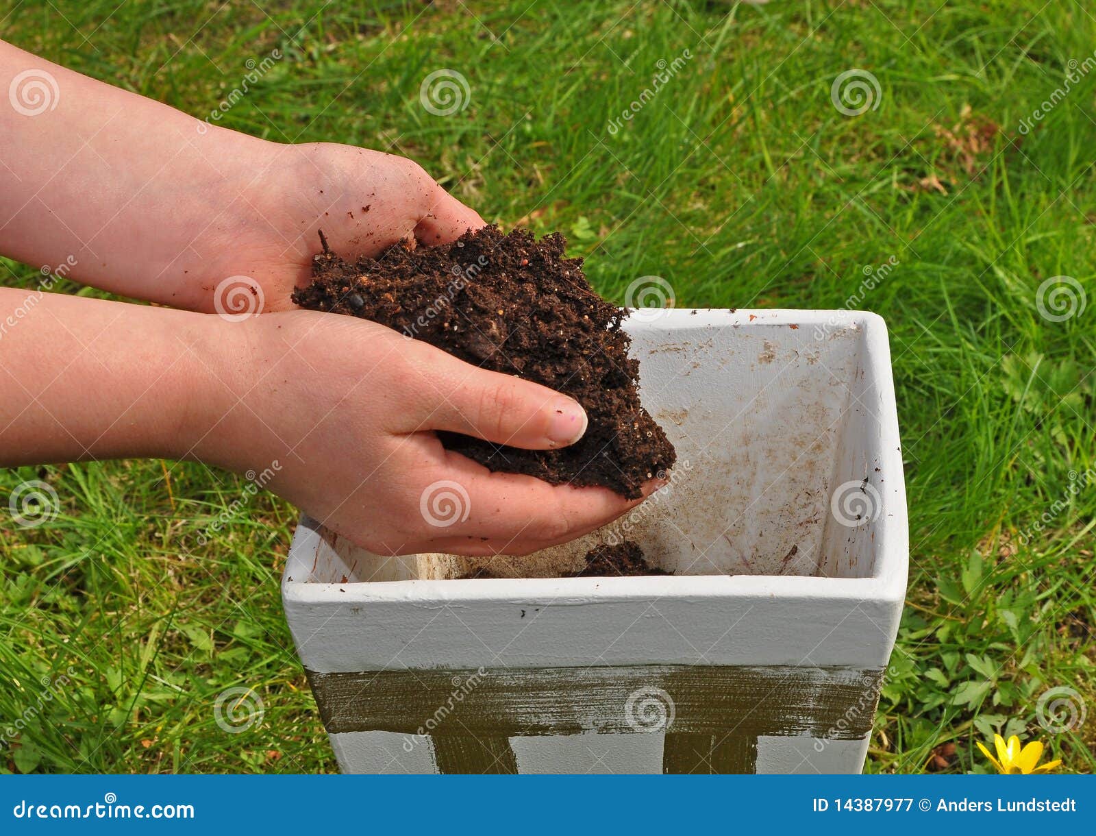 Preparing Pot for Cultivation Stock Image - Image of growth, soil: 14387977