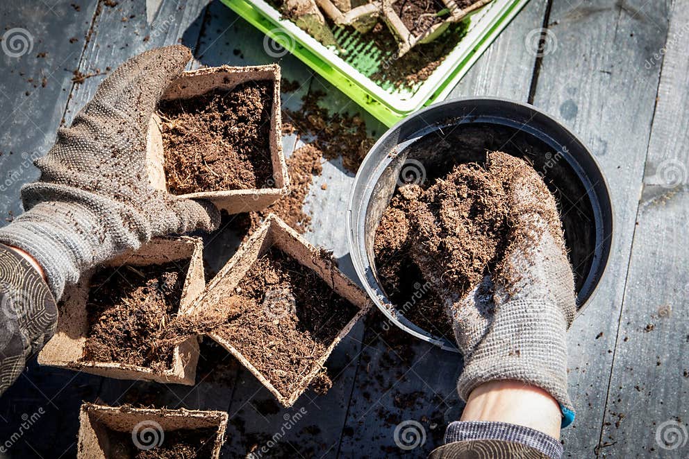 Preparing Pots and Soil for Seedlings, Garden Work in Spring Stock ...