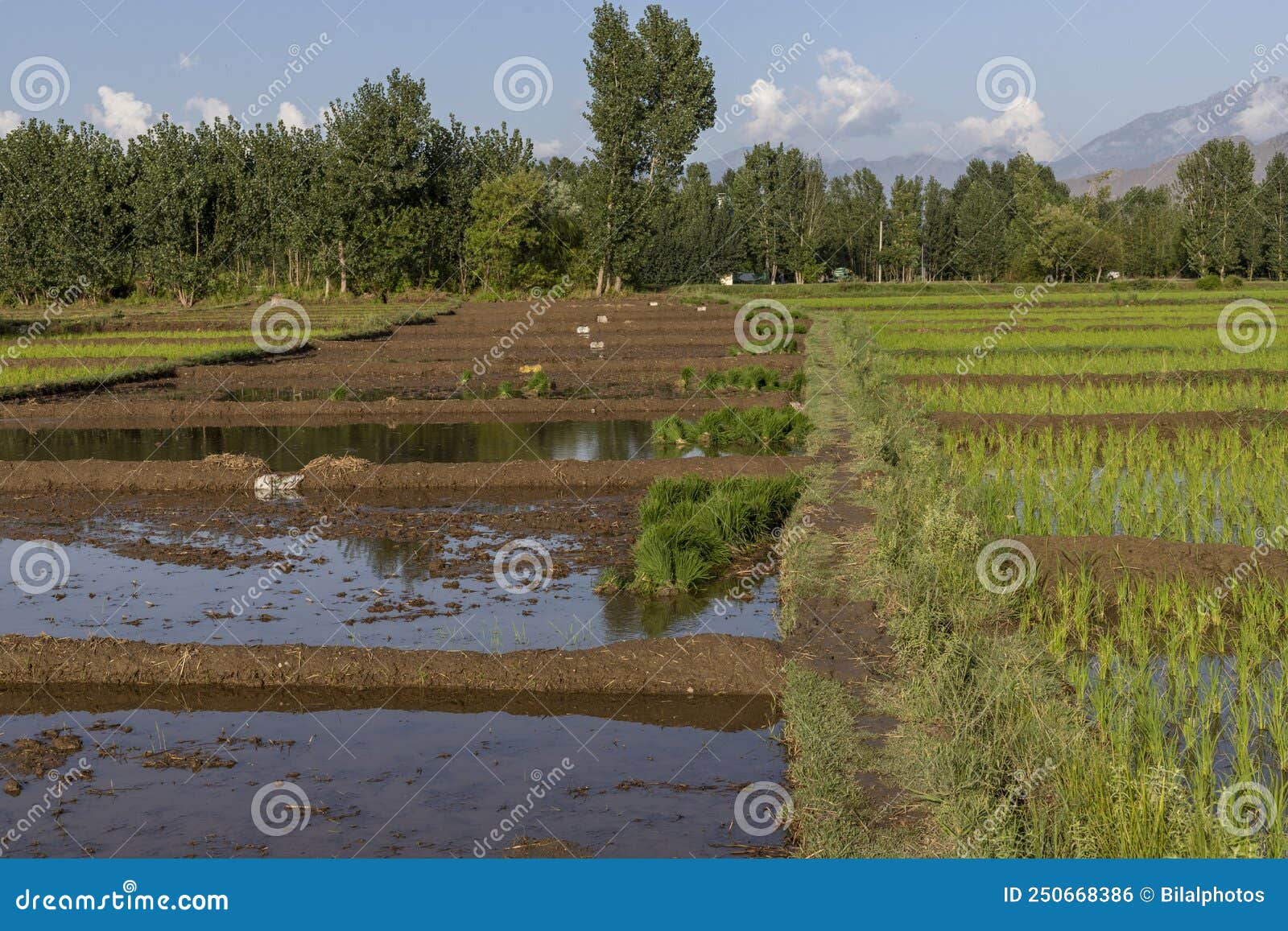 Preparing Rice Fields for Cultivation of Rice Seedlings in a Flooded ...