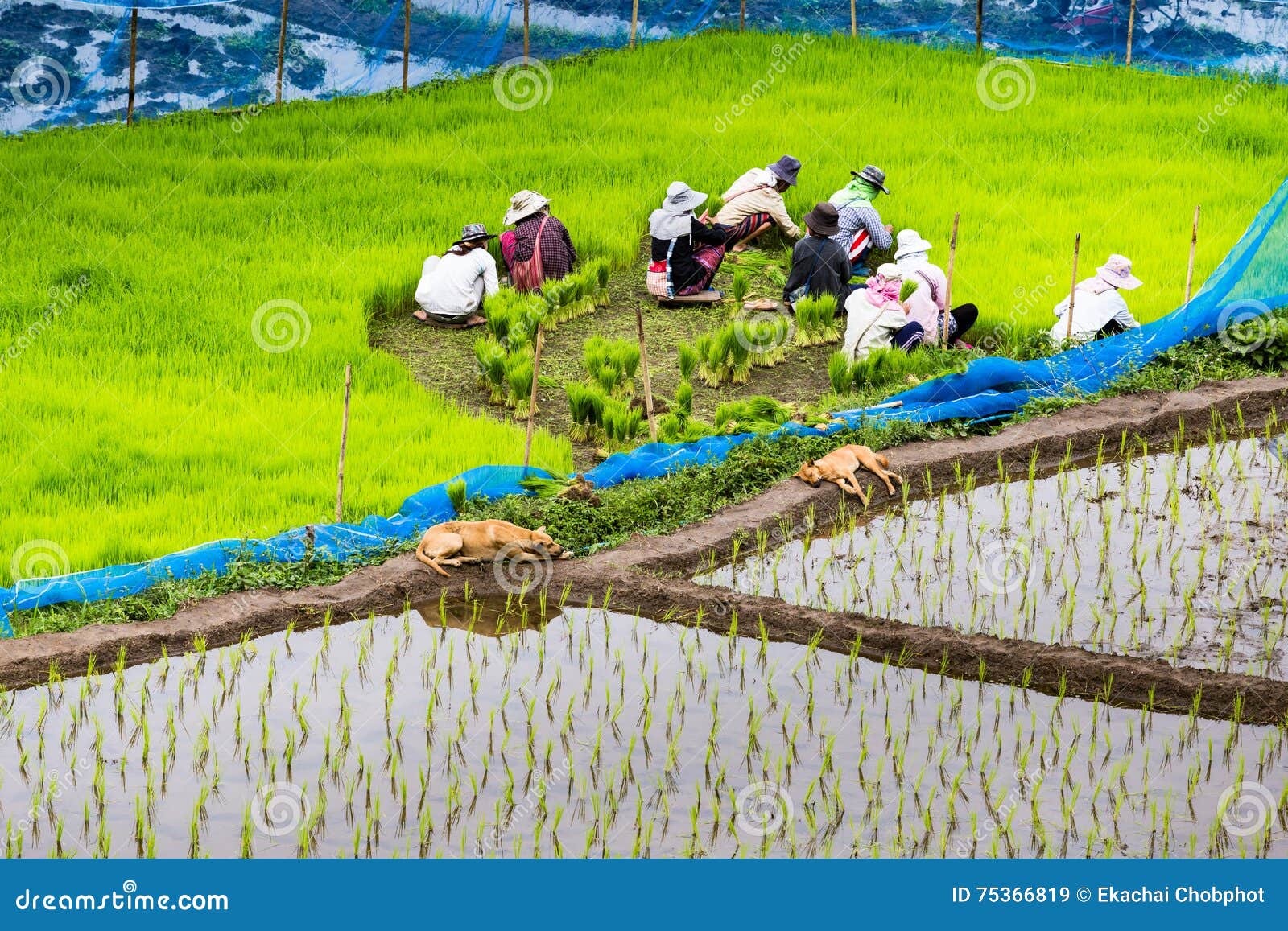 Preparing the Rice Tree for Planting Editorial Stock Image - Image of ...
