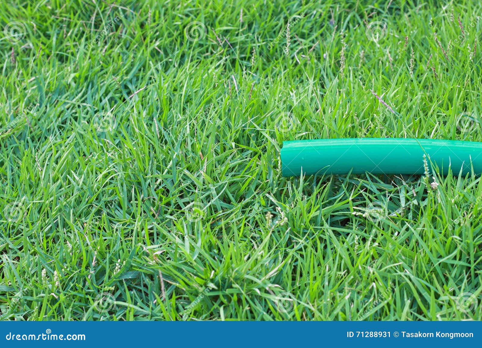 Preparing Rubber Tube Grass Watering Stock Photos - Free & Royalty-Free ...