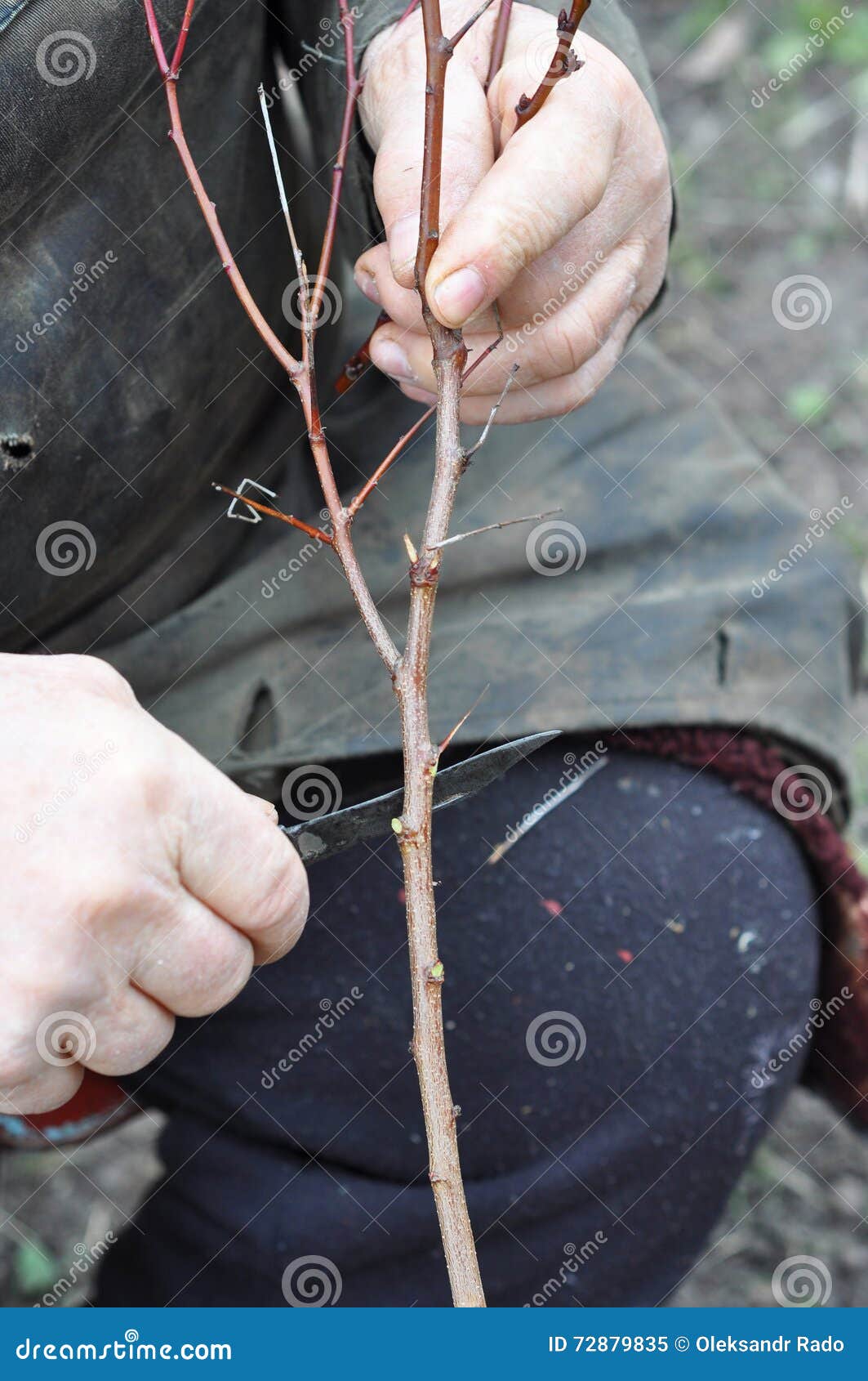 Grafting Apricot Tree Branches. Grafting Fruit Trees Step By Step Stock ...